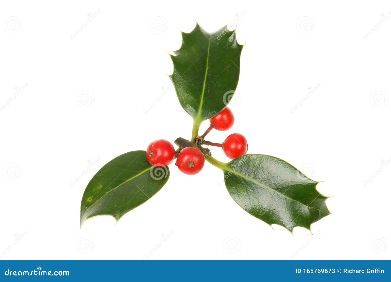 Sprig of holly stock image. Image of botany, sprig, arboreal - 165769673