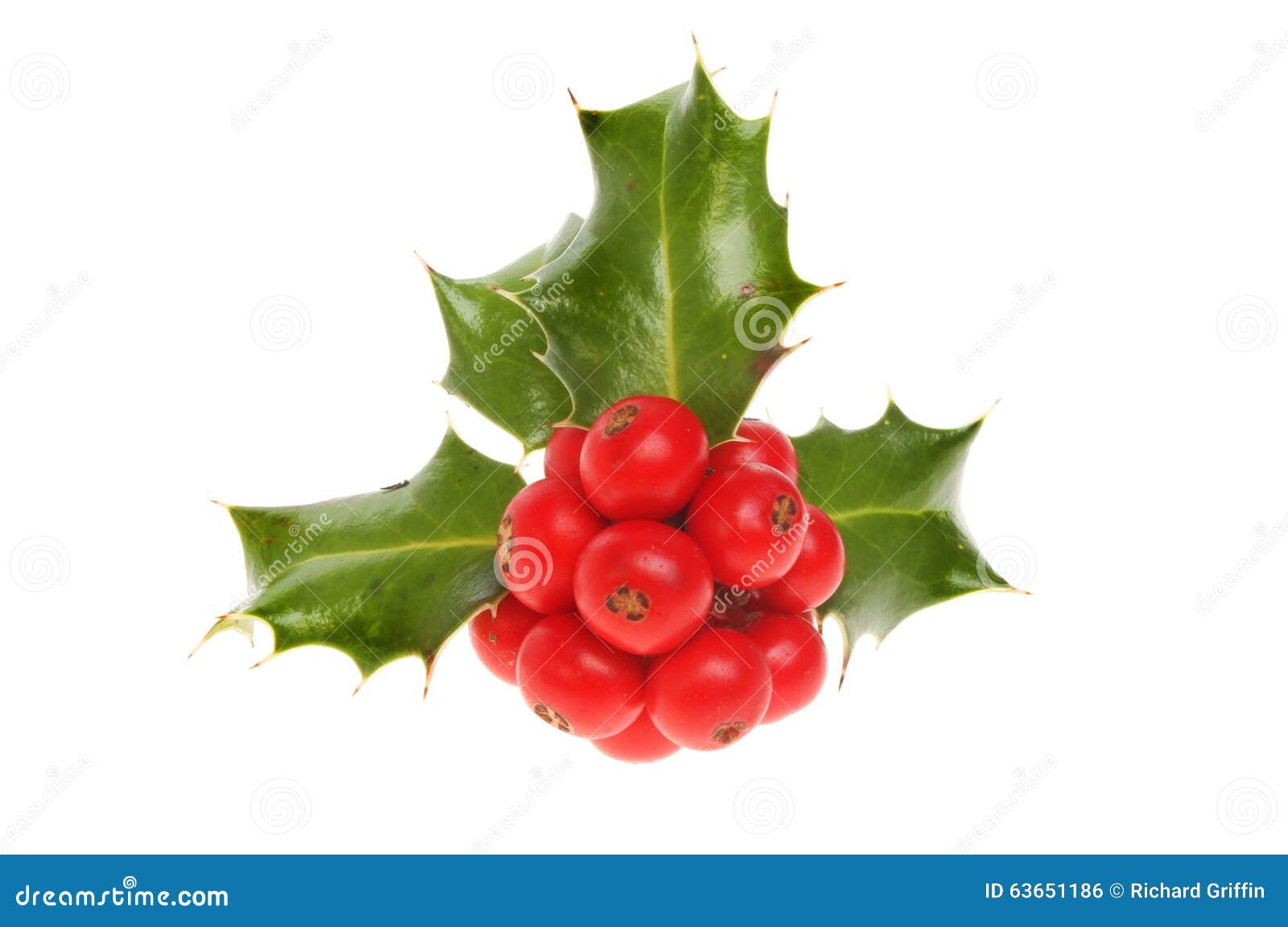 Sprig of Holly stock photo. Image of berry, holly, spiny - 63651186