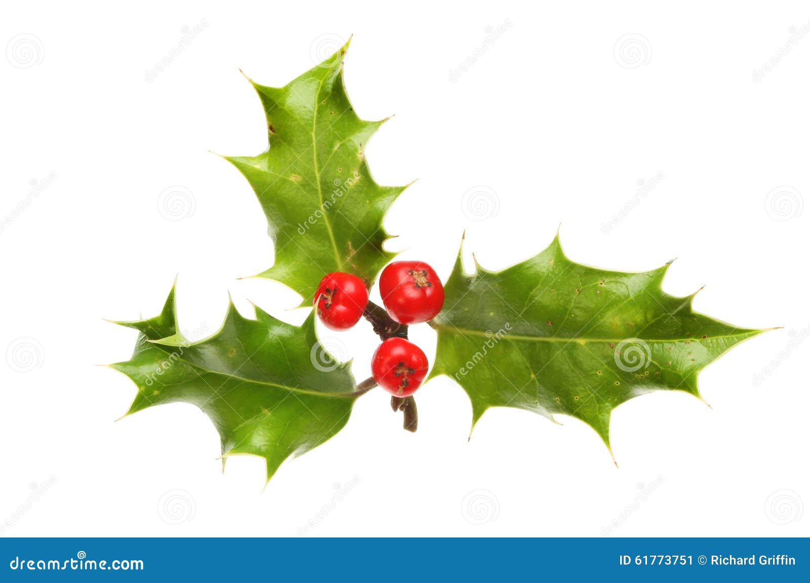 Sprig of Holly stock image. Image of berry, seasonal - 61773751