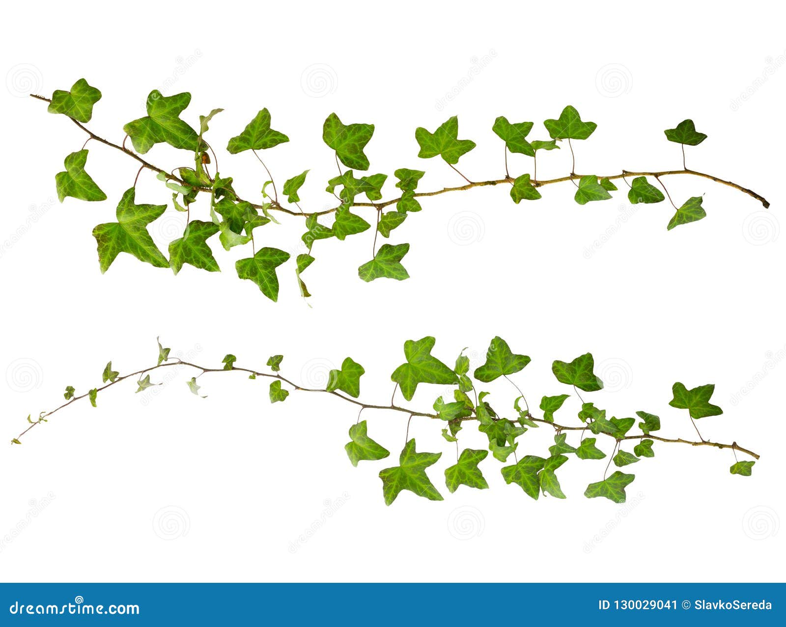 Sprig of Ivy with Green Leaves Isolated Stock Image - Image of white ...