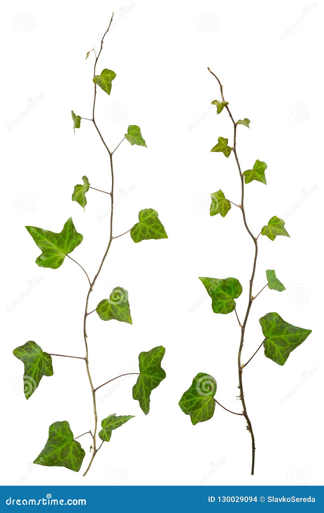 Sprig of Ivy with Green Leaves Isolated on a White Stock Photo - Image ...