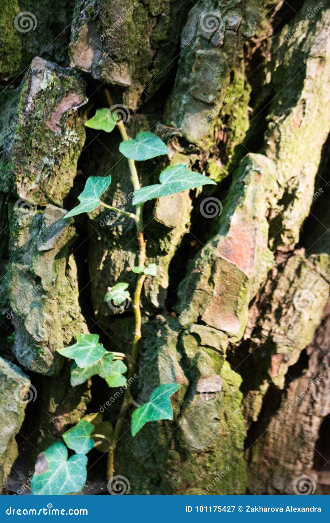 The sprig of ivy stock image. Image of color, rough - 101175427
