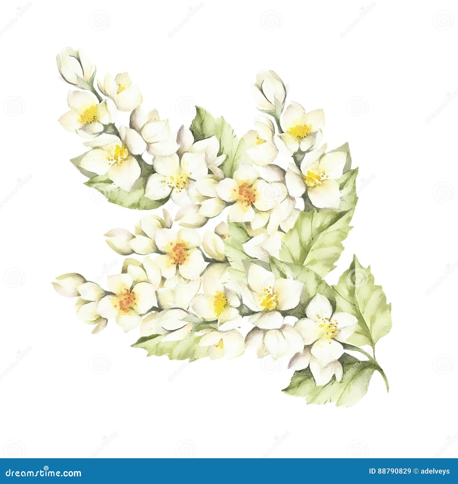 Jasmine Hand Drawing Sketch Stock Photo | CartoonDealer.com #30096978