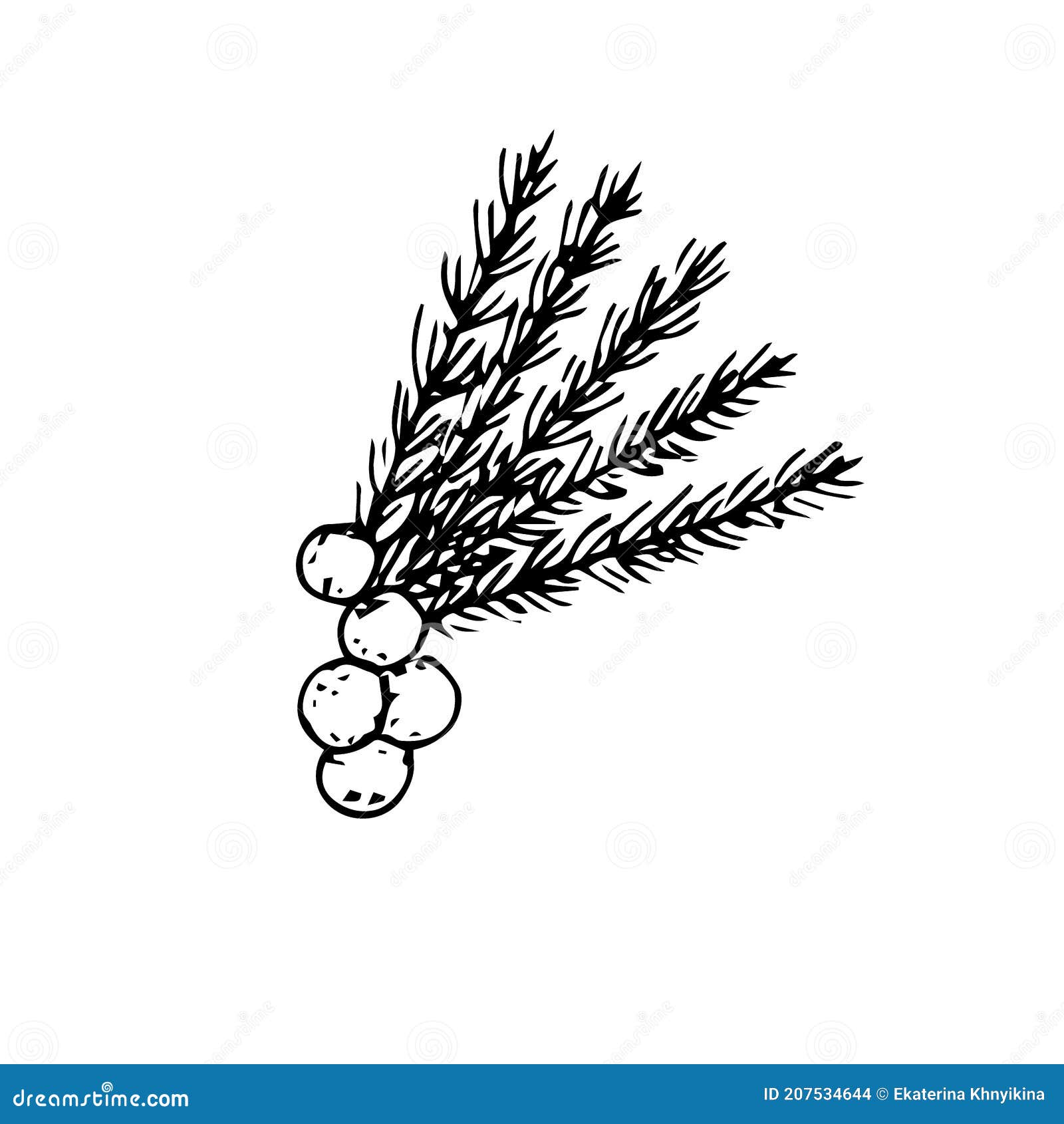 A Sprig of Juniper with Berries, Vector Illustration, Hand Drawing ...