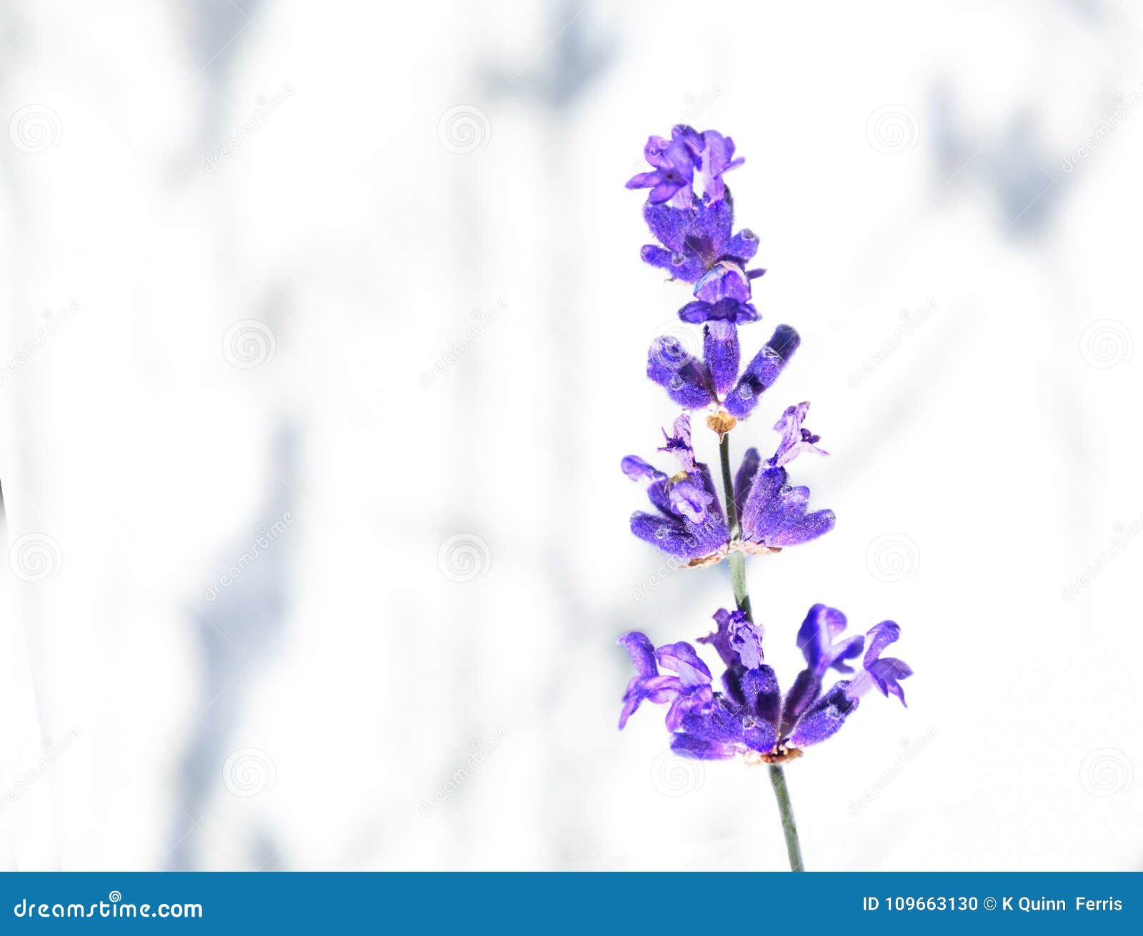 Sprig of Lavender Against a White Bacground Stock Photo - Image of ...