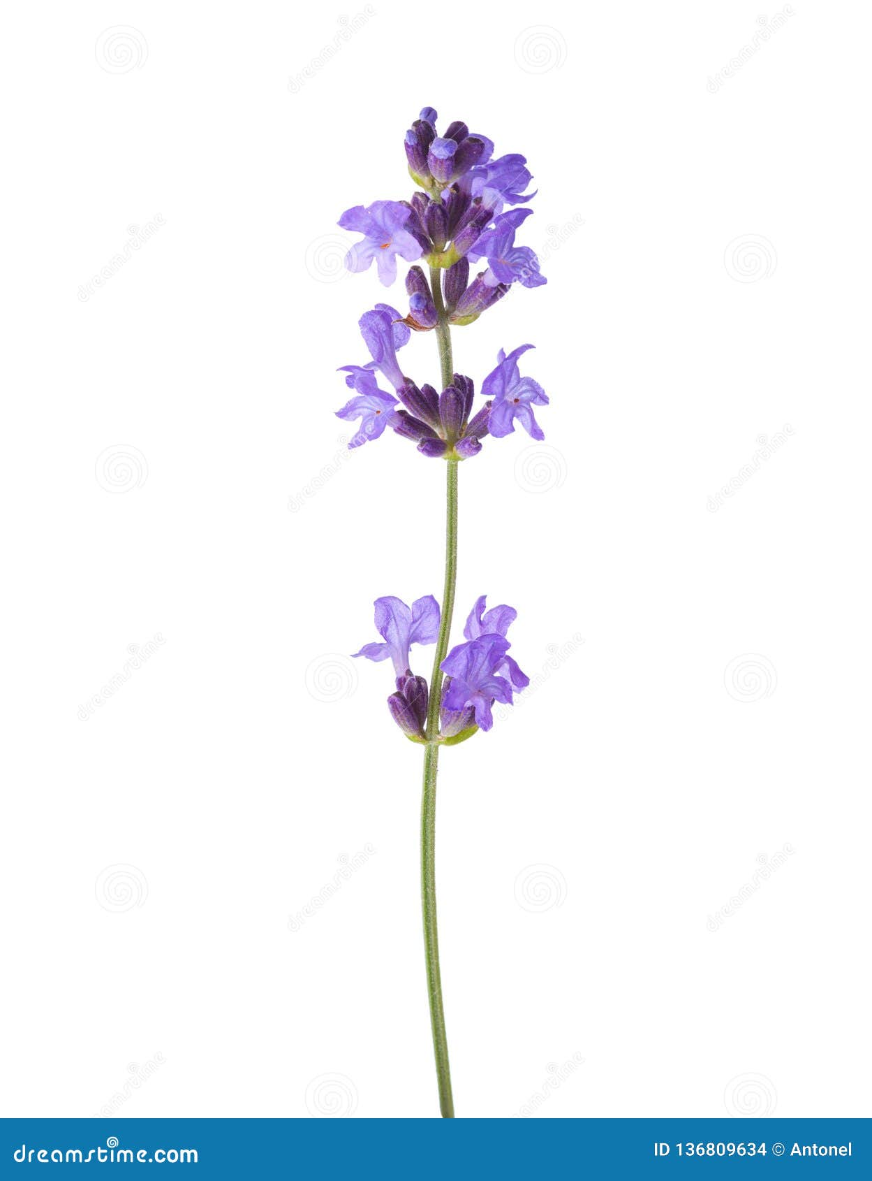 Sprig Of Lavender Isolated On White Background Royalty-Free Stock Image ...