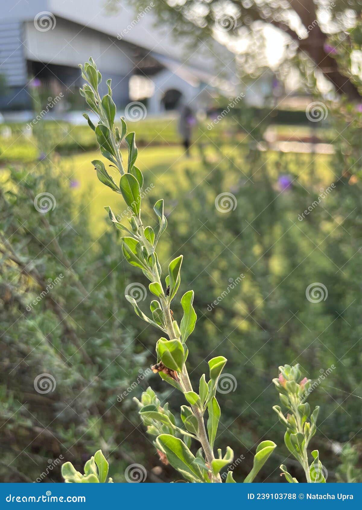 Sprig of leaves stock photo. Image of leaves, meadow - 239103788