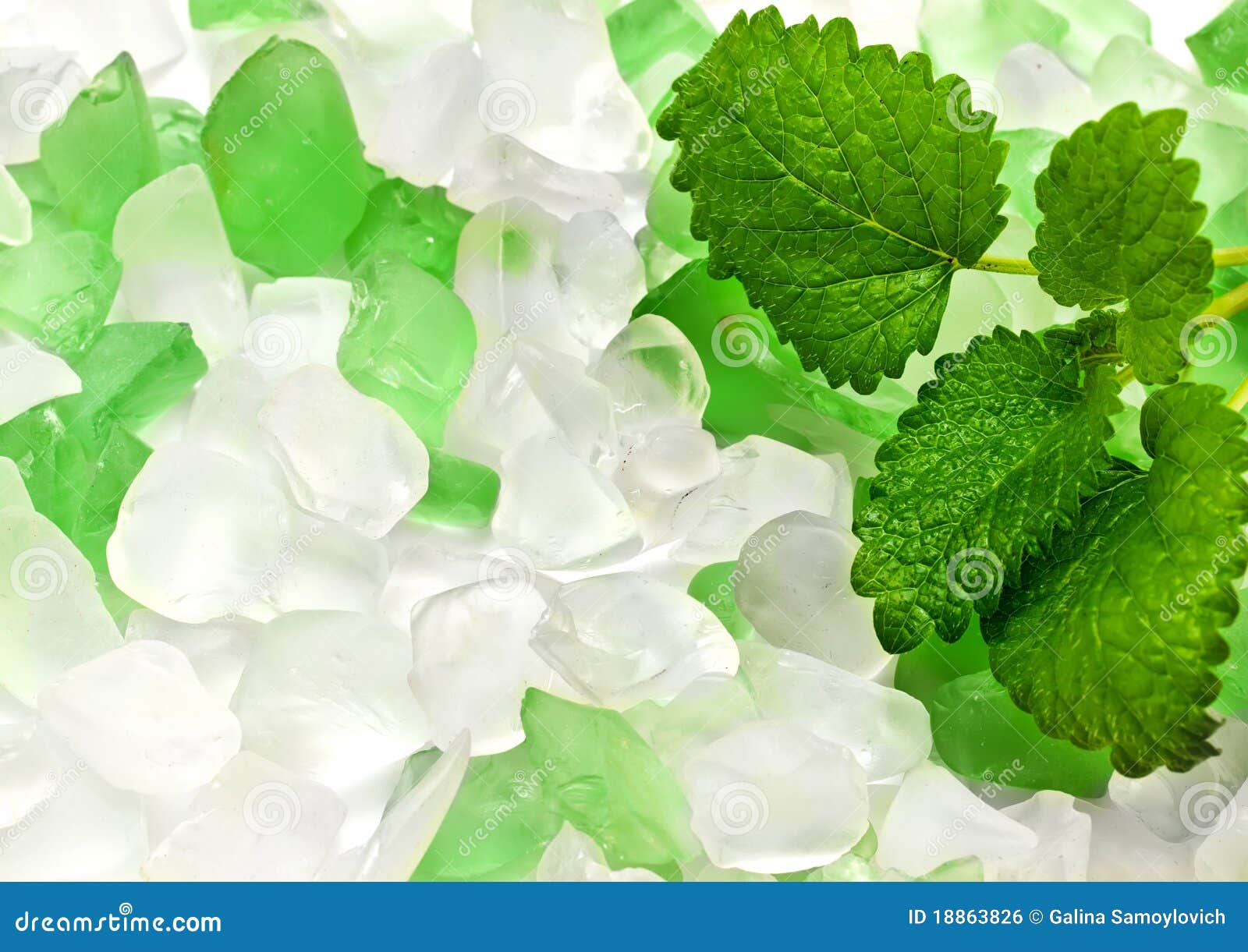 Sprig of lemon balm stock photo. Image of oregano, chill - 18863826