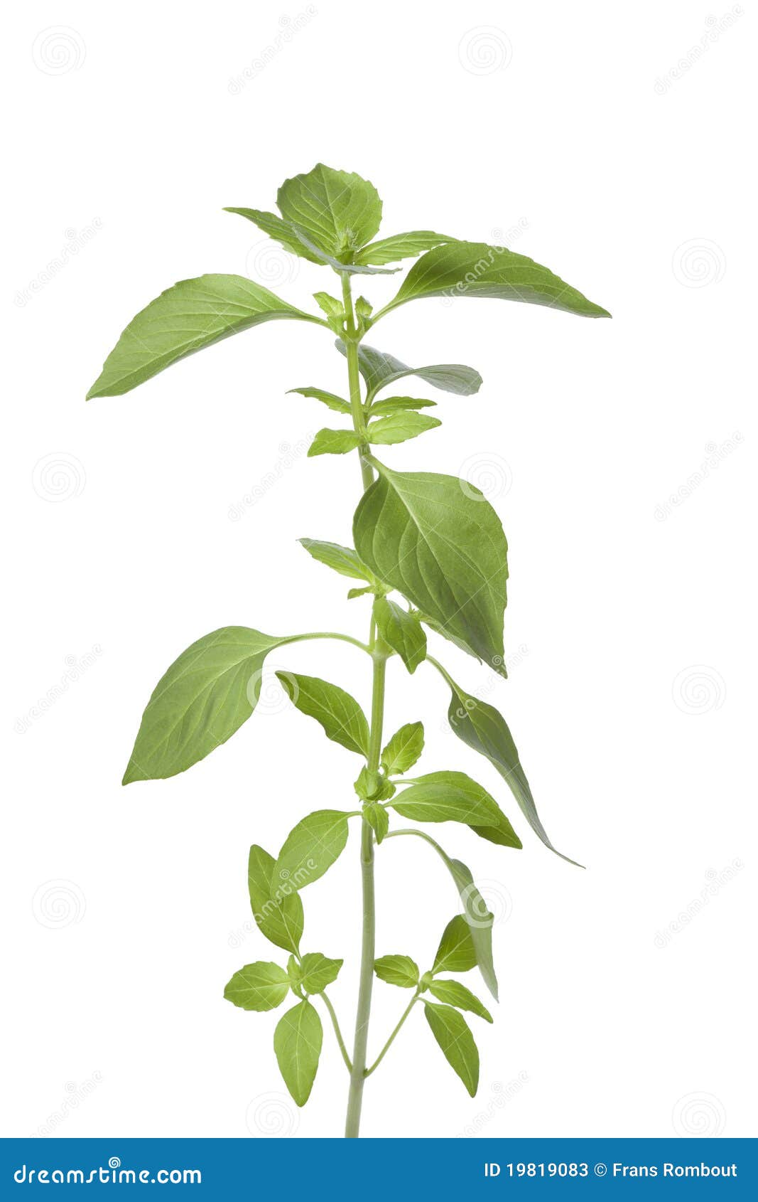 Sprig of lemon basil stock image. Image of vertical, ingredient - 19819083
