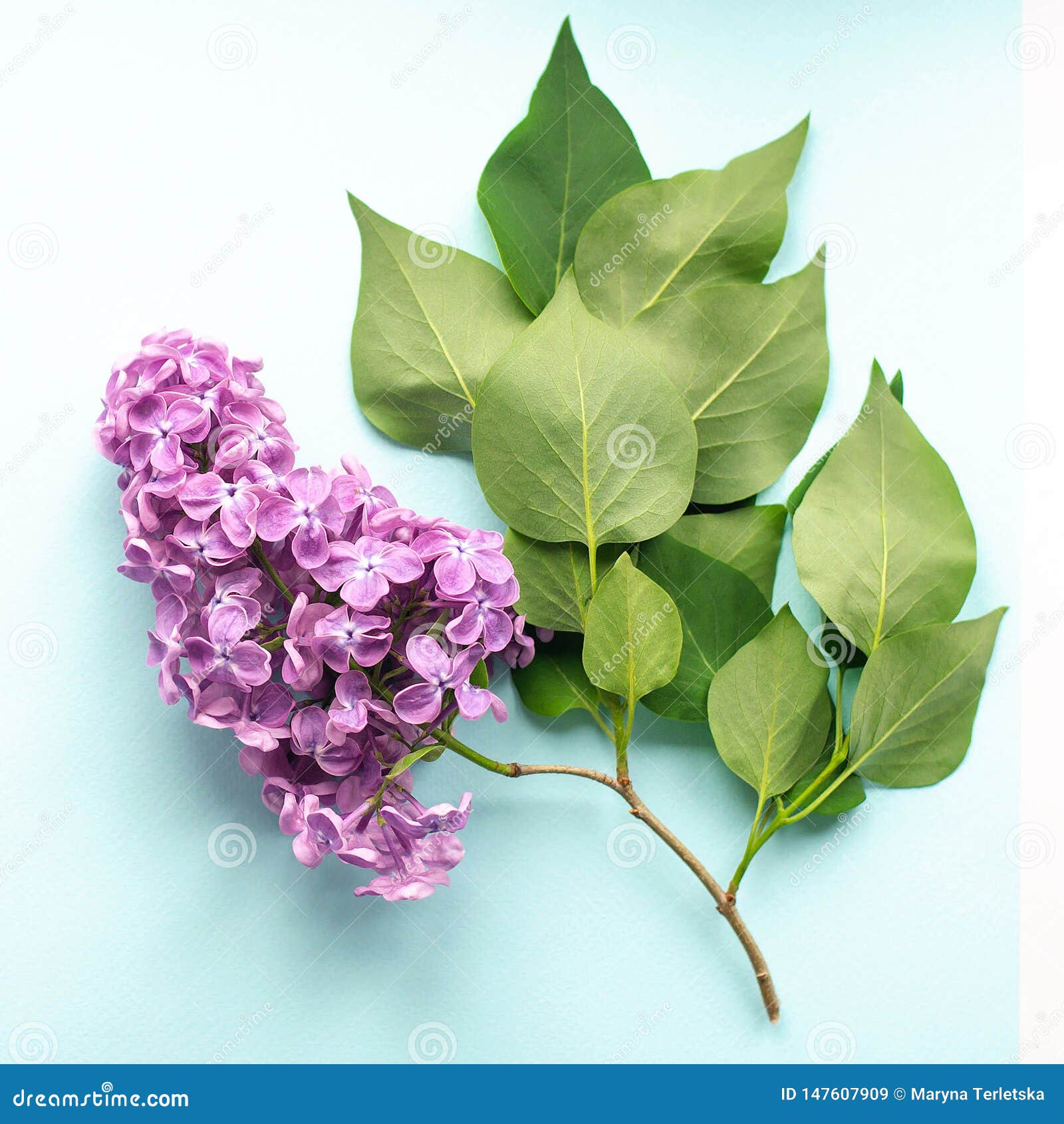 Sprig of Lilac with Green Leaves on Mint Background Stock Image - Image ...