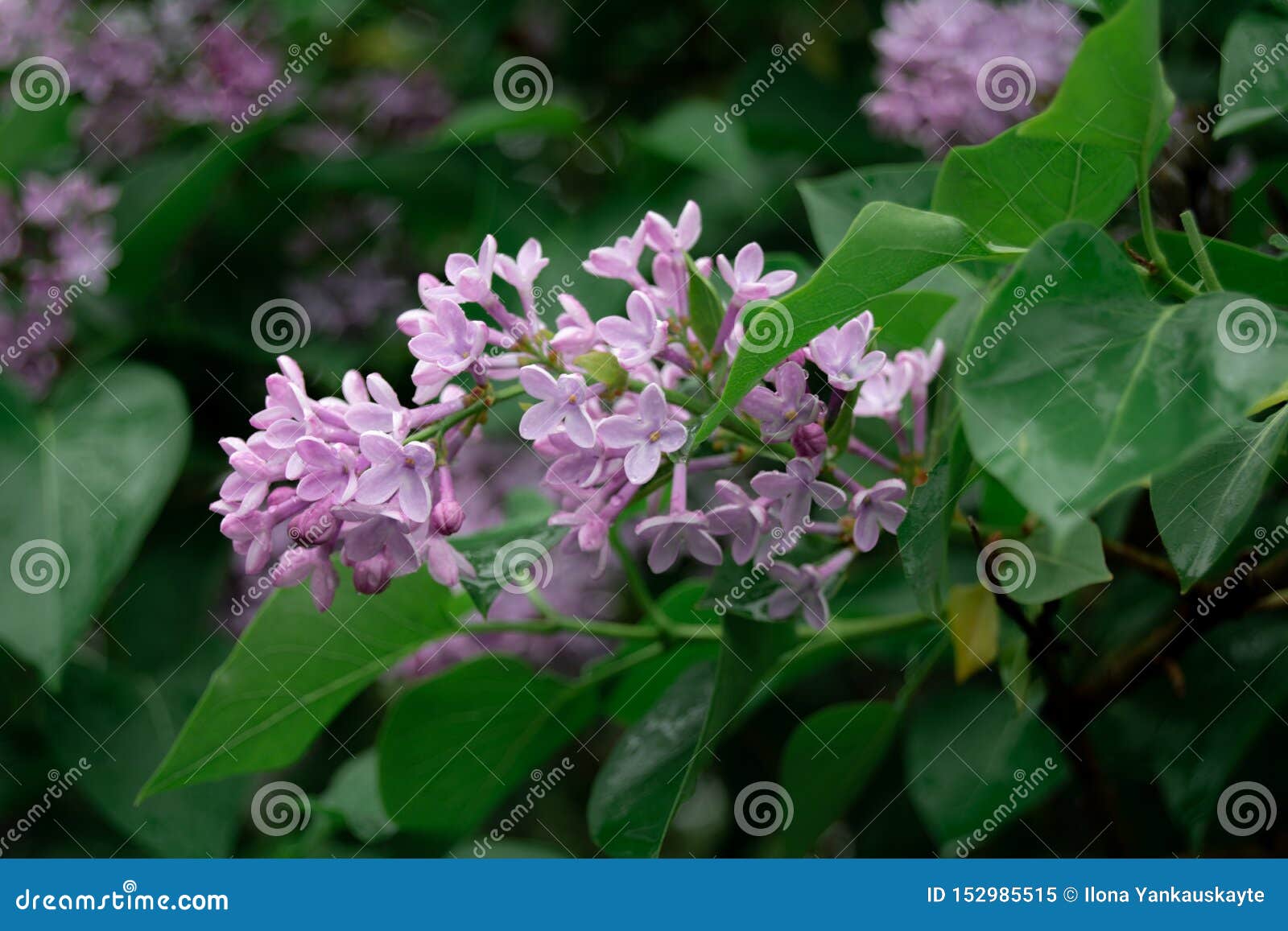 A Sprig of Lilac on a Green Lush Bush Stock Image - Image of horizontal ...