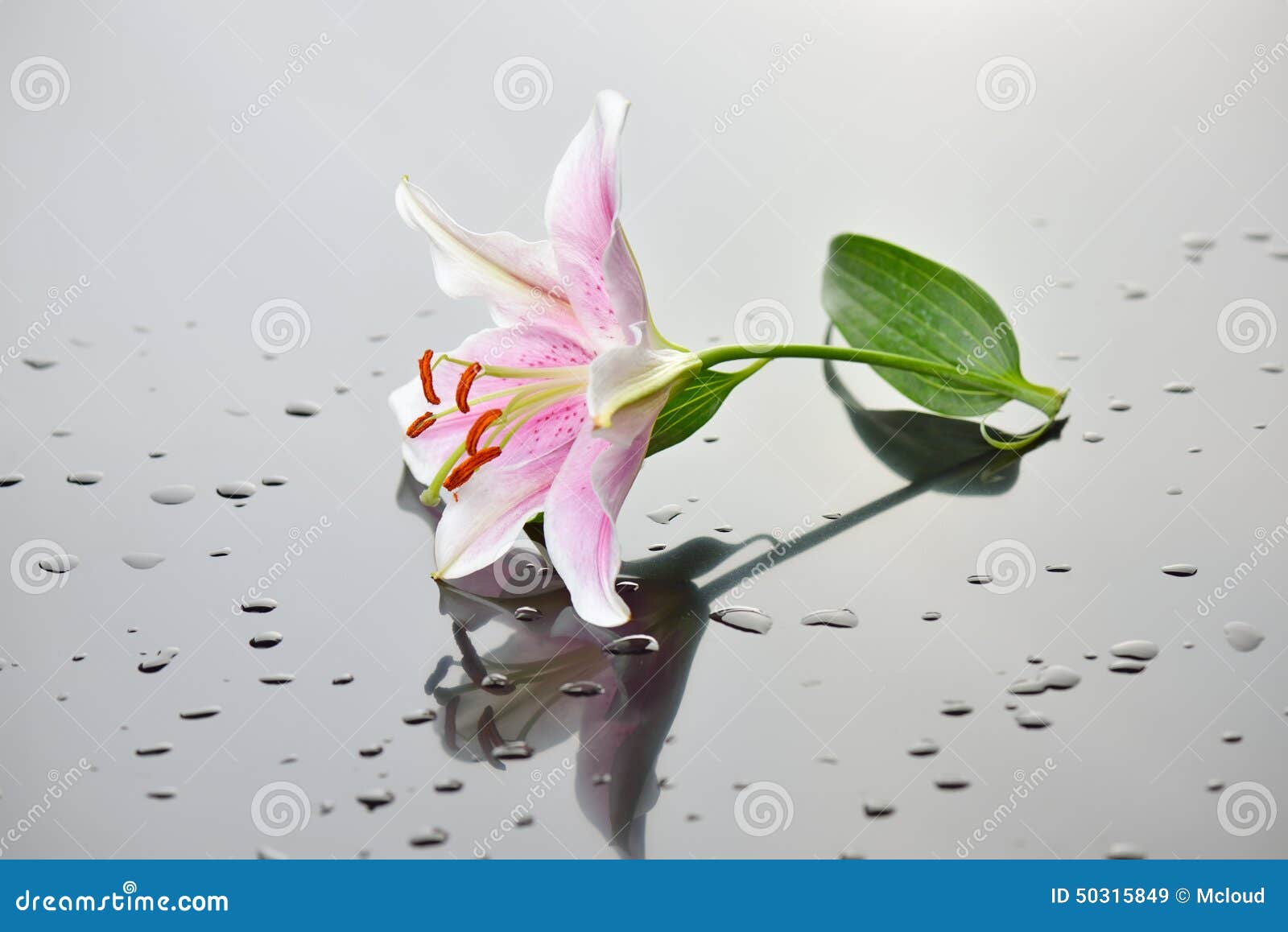 Sprig of Lily Flower with Water Drops Stock Image - Image of frame ...