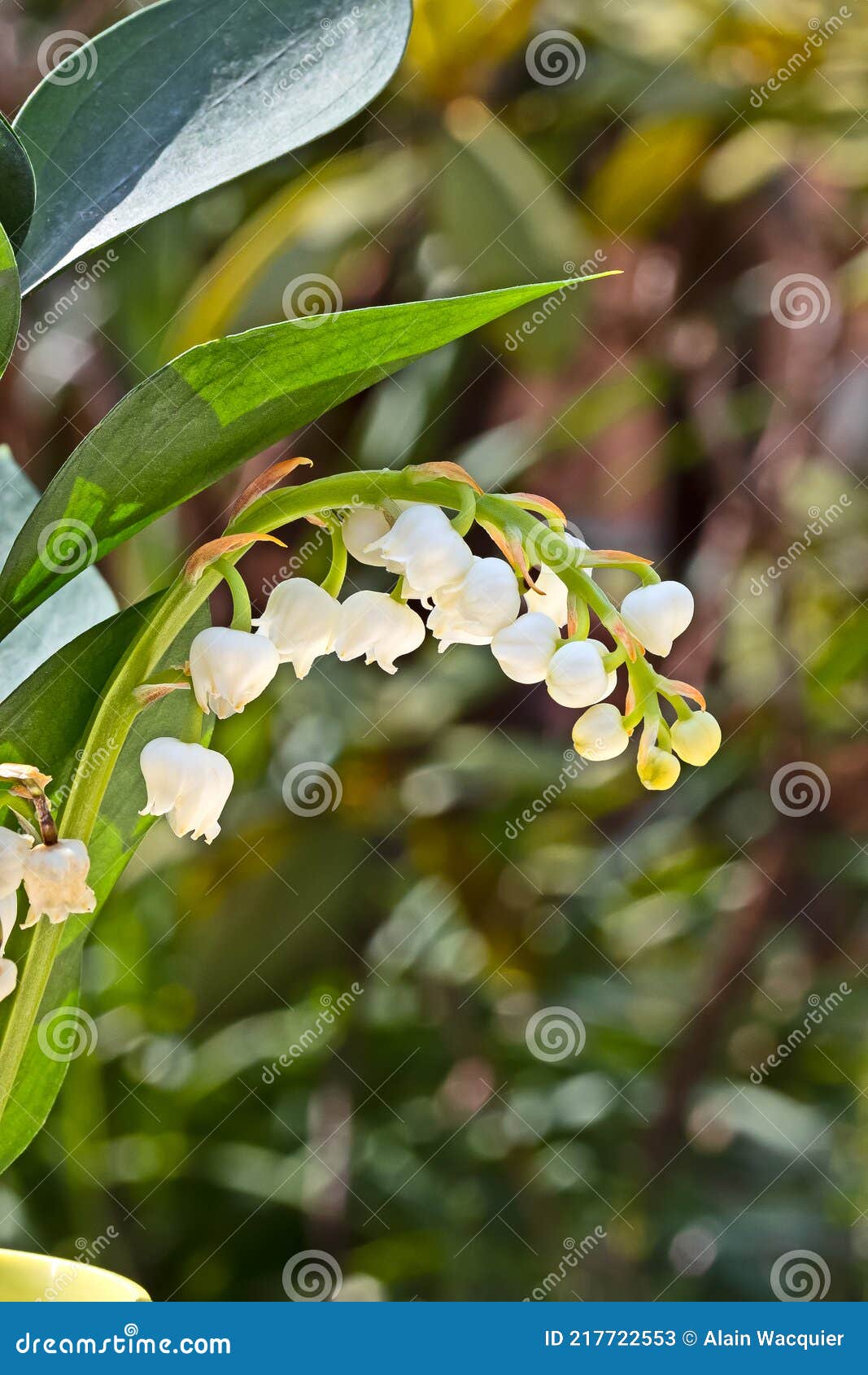 Sprig of Lily of the Valley Stock Image - Image of bright, macro: 217722553