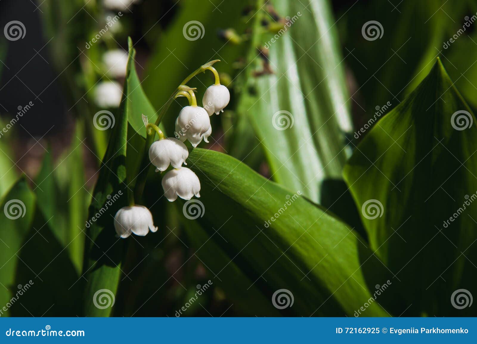 Sprig Lily of Valley in Sun on Green Background Stock Image - Image of ...