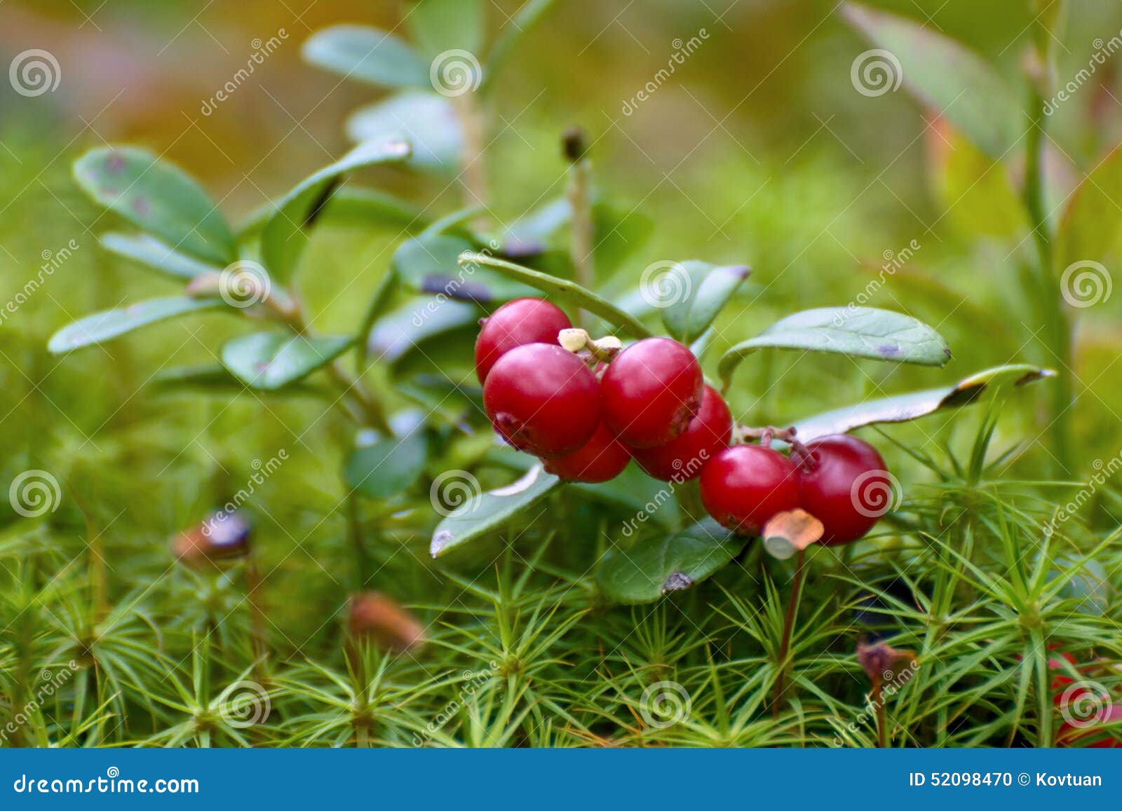 Sprig Lingonberry with Red Berries Stock Photo - Image of plant, berry ...