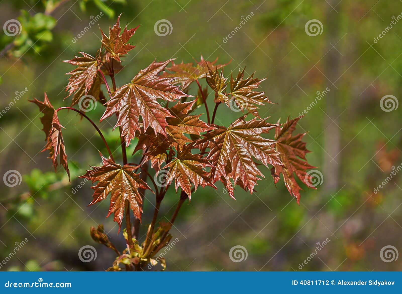 Sprig of Maple Leaves with the First. Stock Photo - Image of plants ...