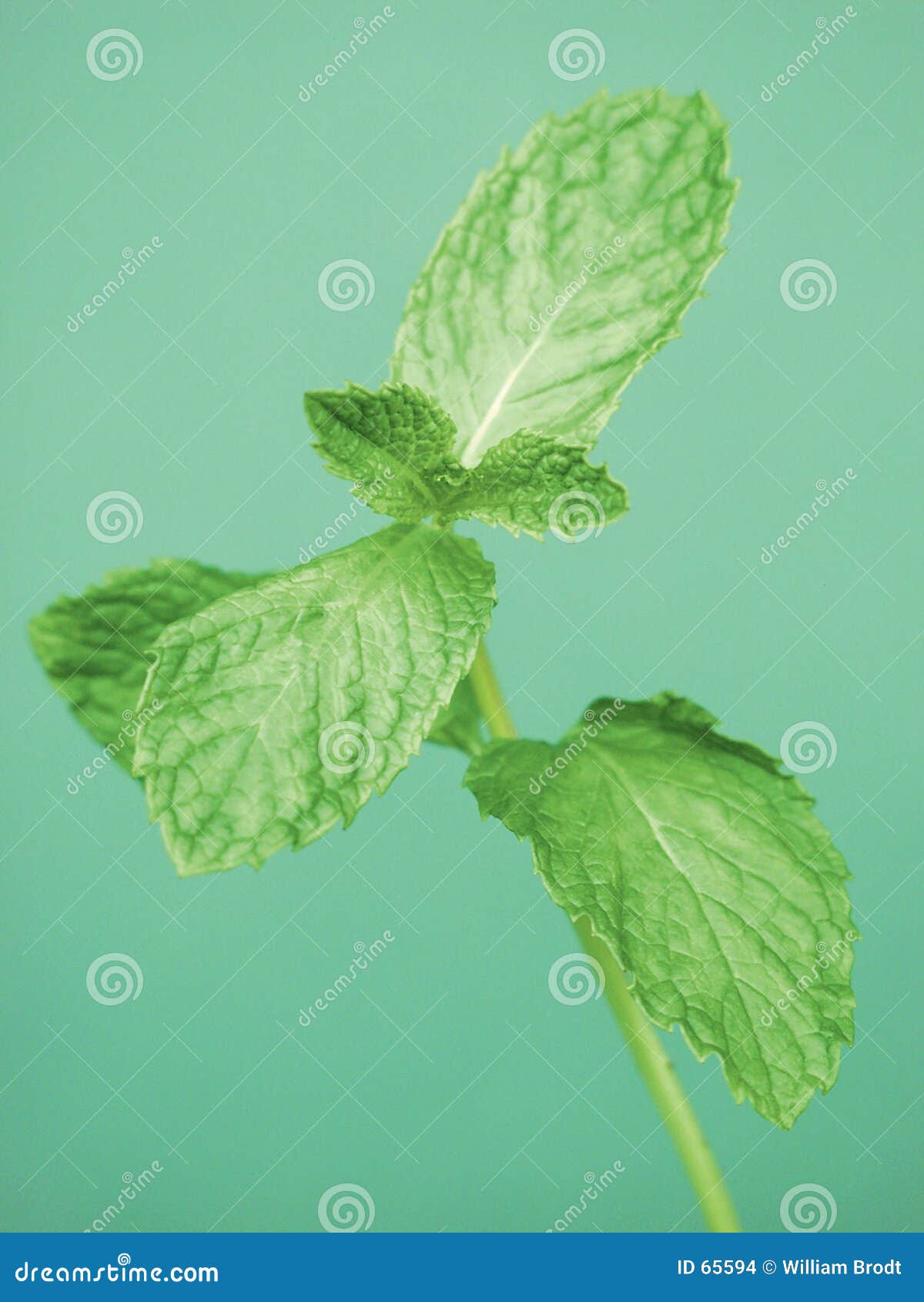 Sprig of Mint stock photo. Image of spice, background, scent - 65594