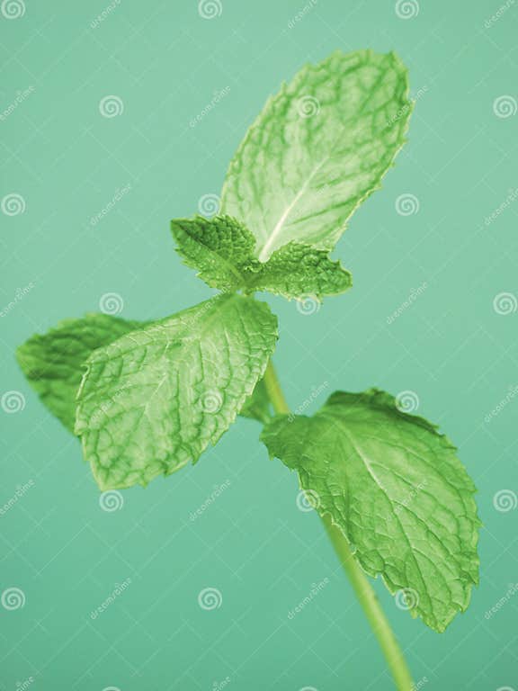 Sprig of Mint stock photo. Image of spice, background, scent - 65594