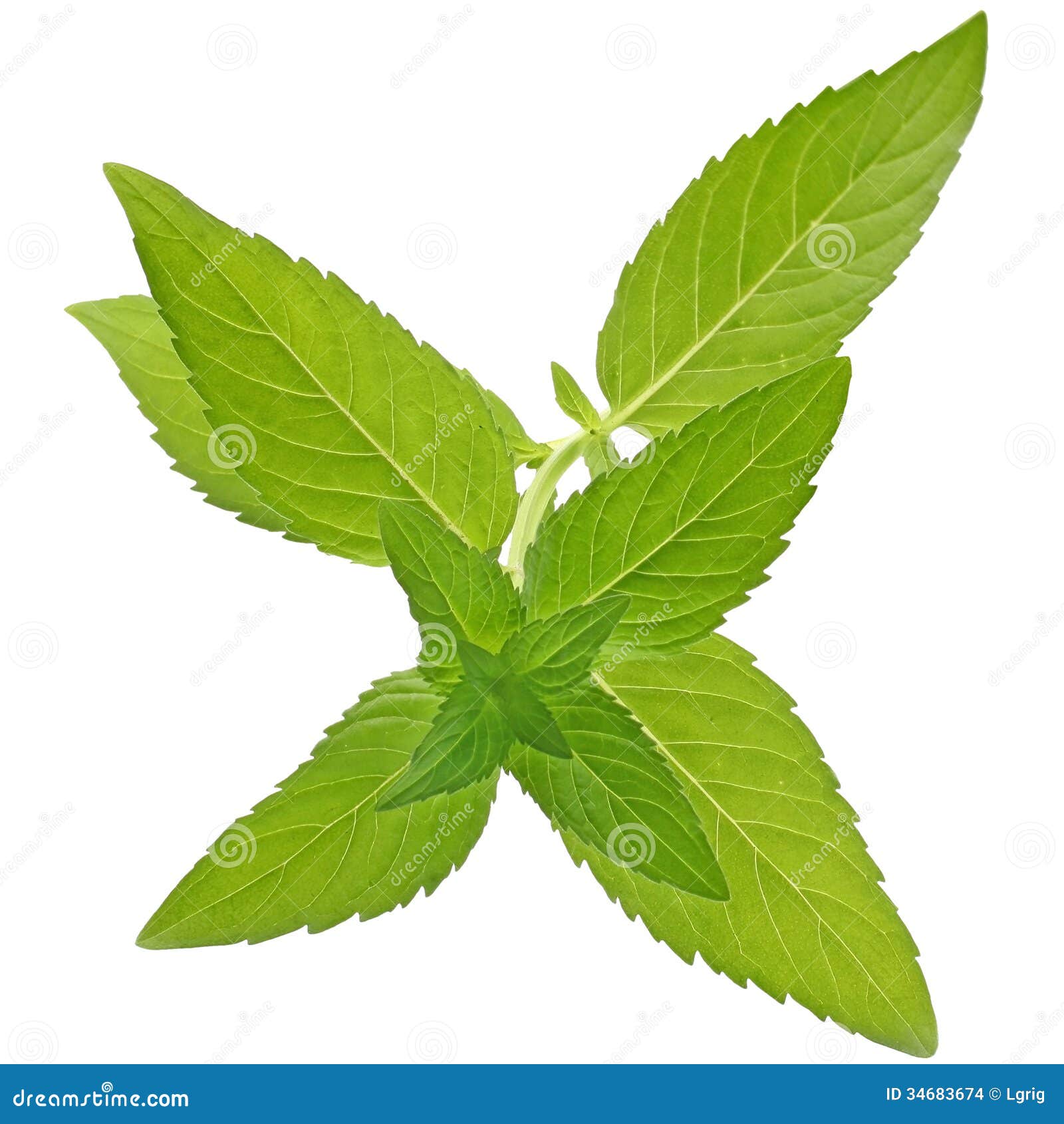 Sprig of Mint Close Up Isolated Stock Photo - Image of leaf, spice ...