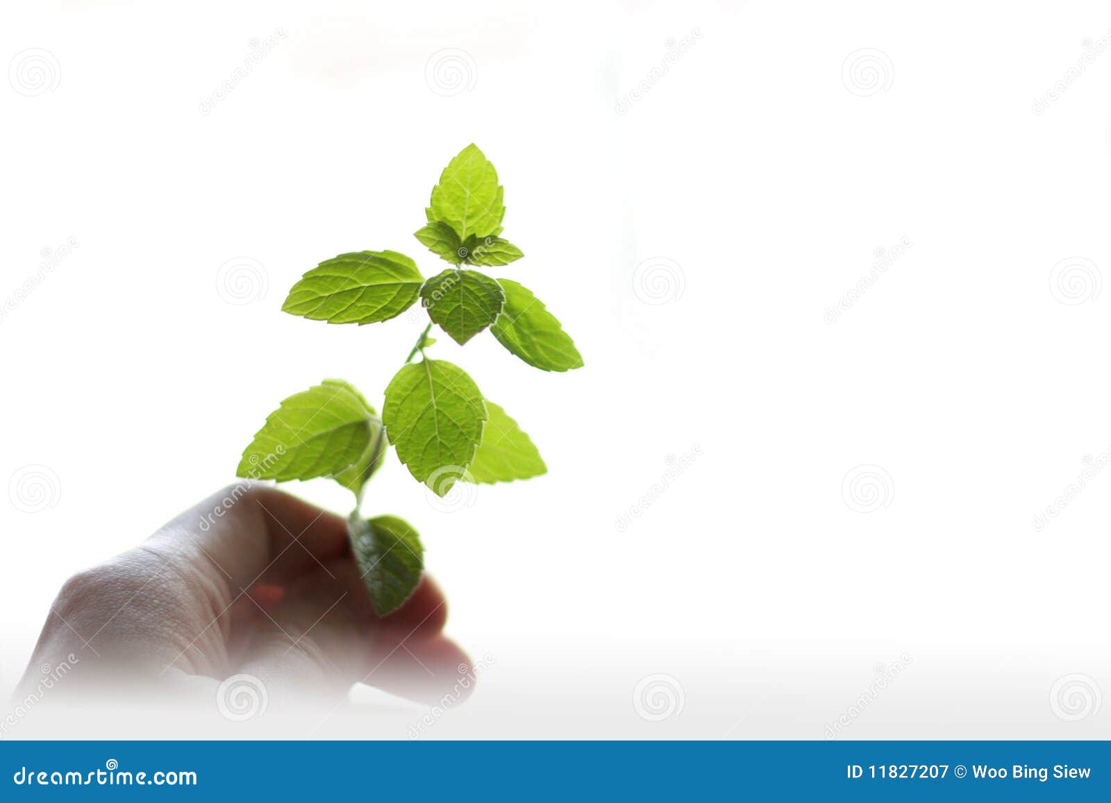 A Sprig of mint in hand stock image. Image of medicinal - 11827207