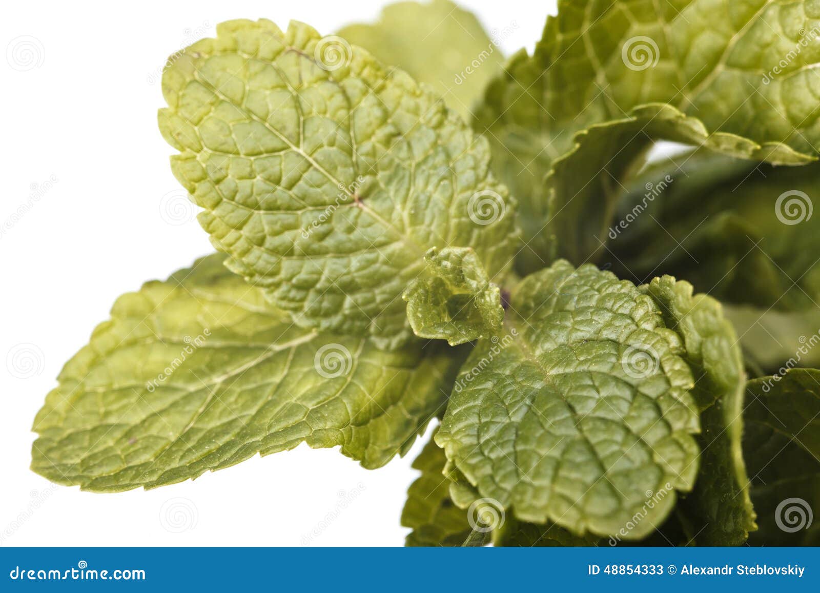 Sprig of mint stock image. Image of healthy, sprig, macro - 48854333