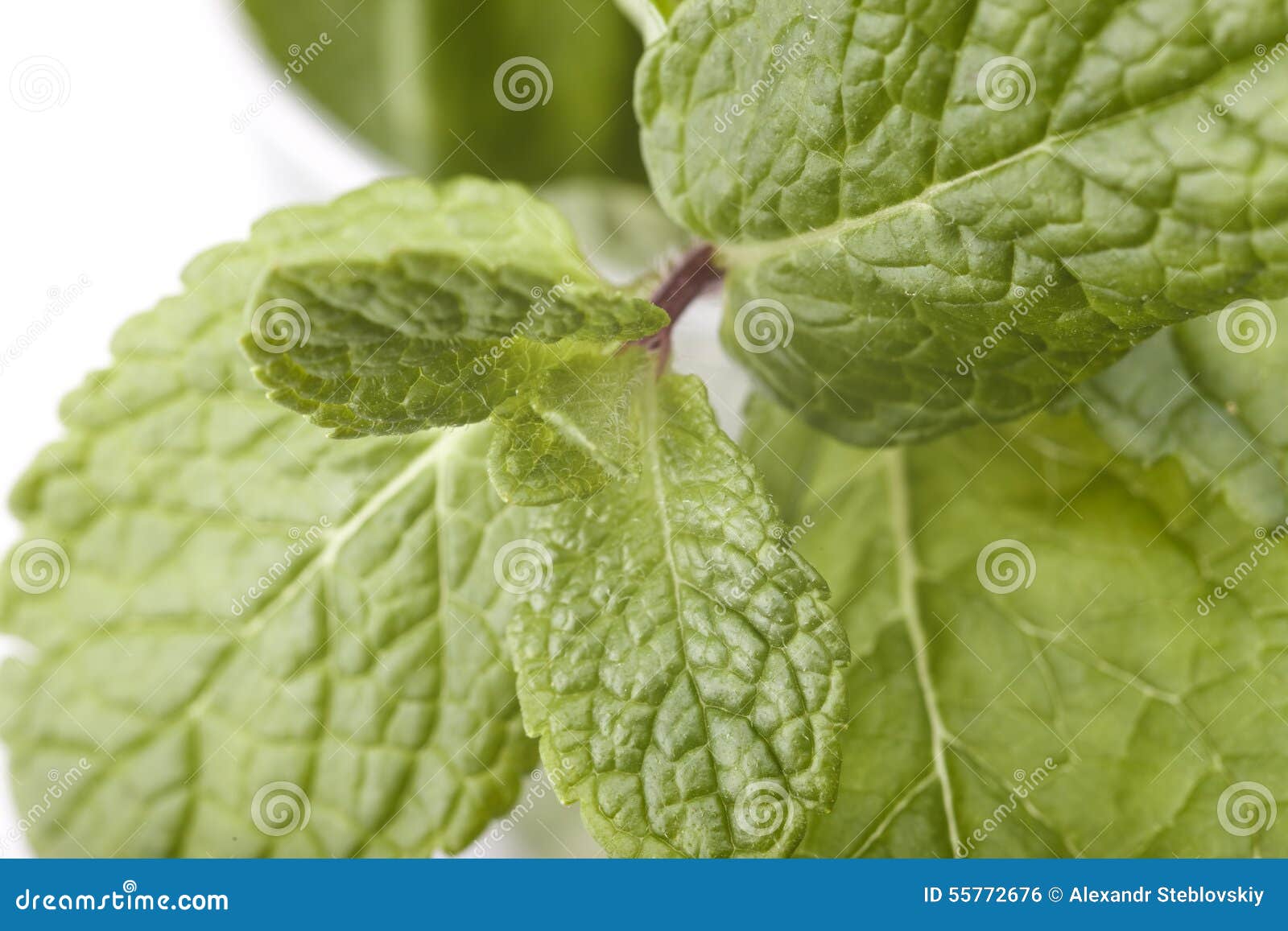 Sprig of mint stock photo. Image of sprig, macro, white - 55772676