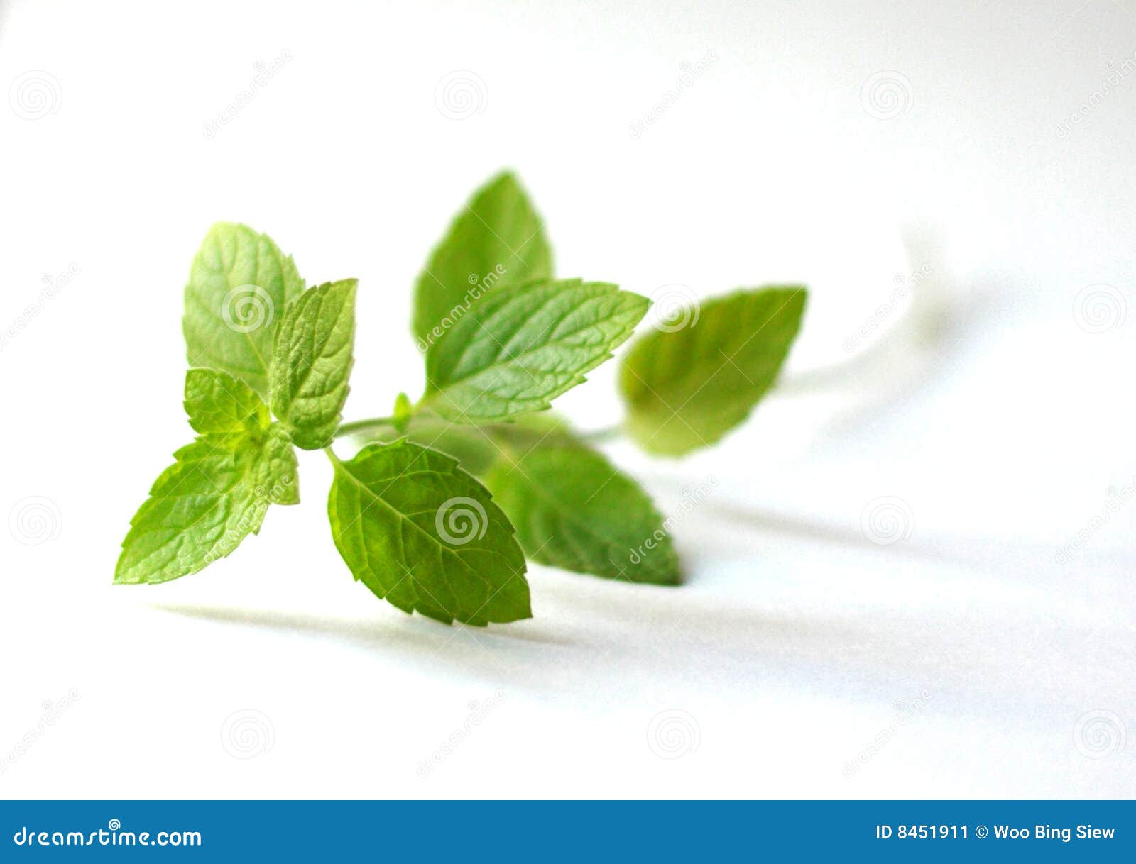 Sprig of mint leaves stock image. Image of background - 8451911
