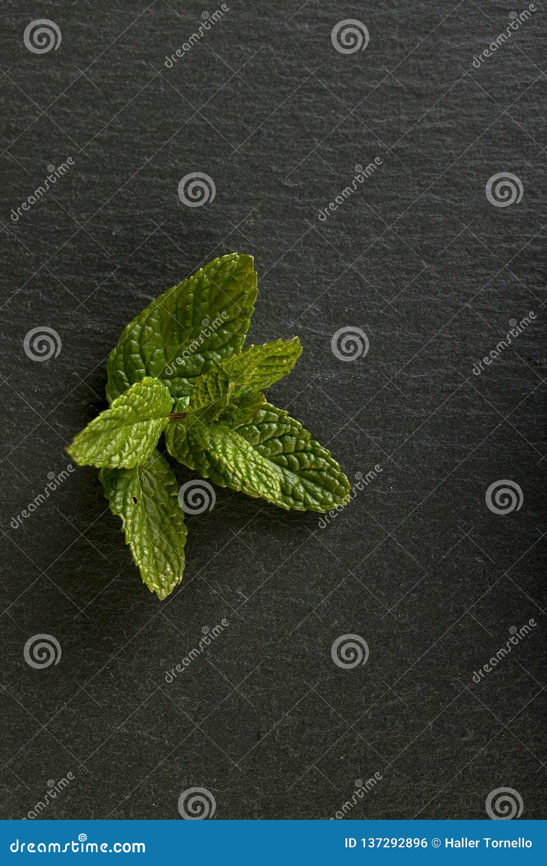 Sprig of mint stock photo. Image of natural, herbs, aroma - 137292896