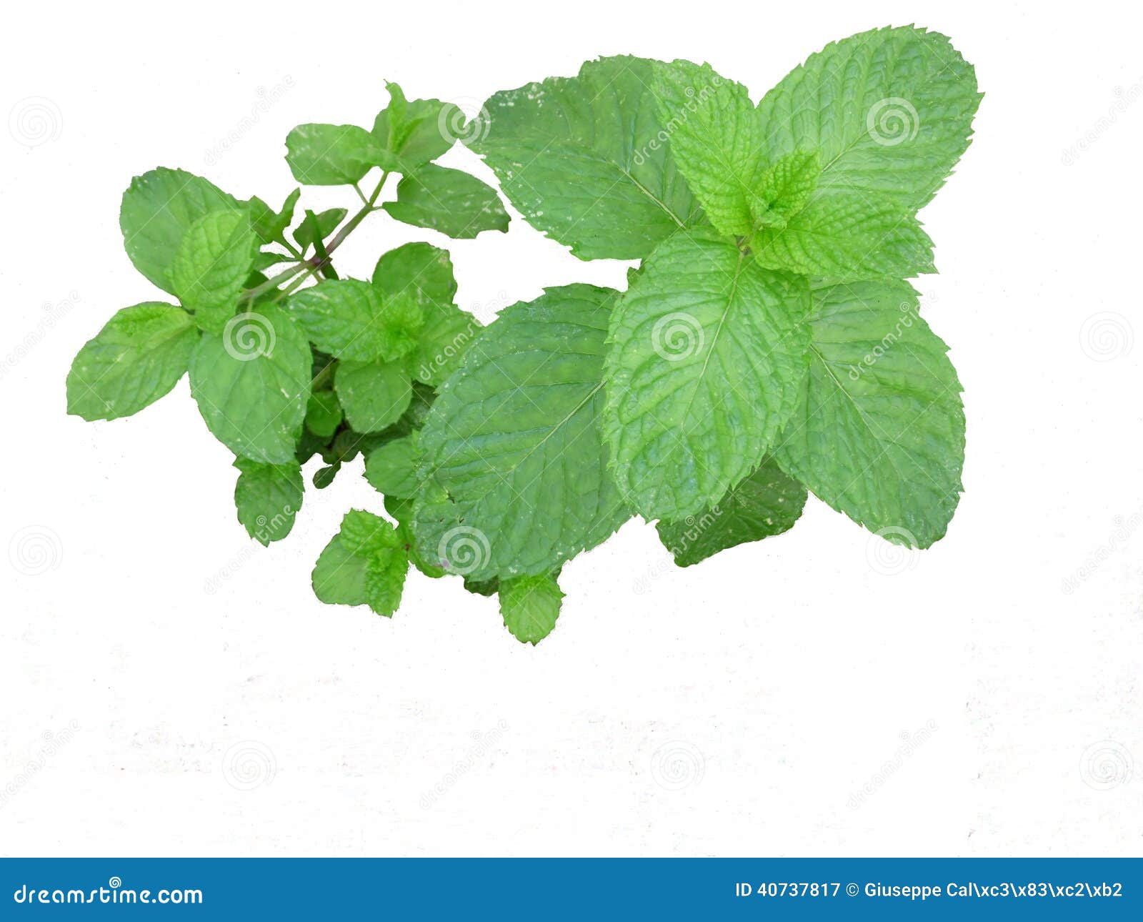 Sprig of mint stock image. Image of aromatic, vase, mint - 40737817