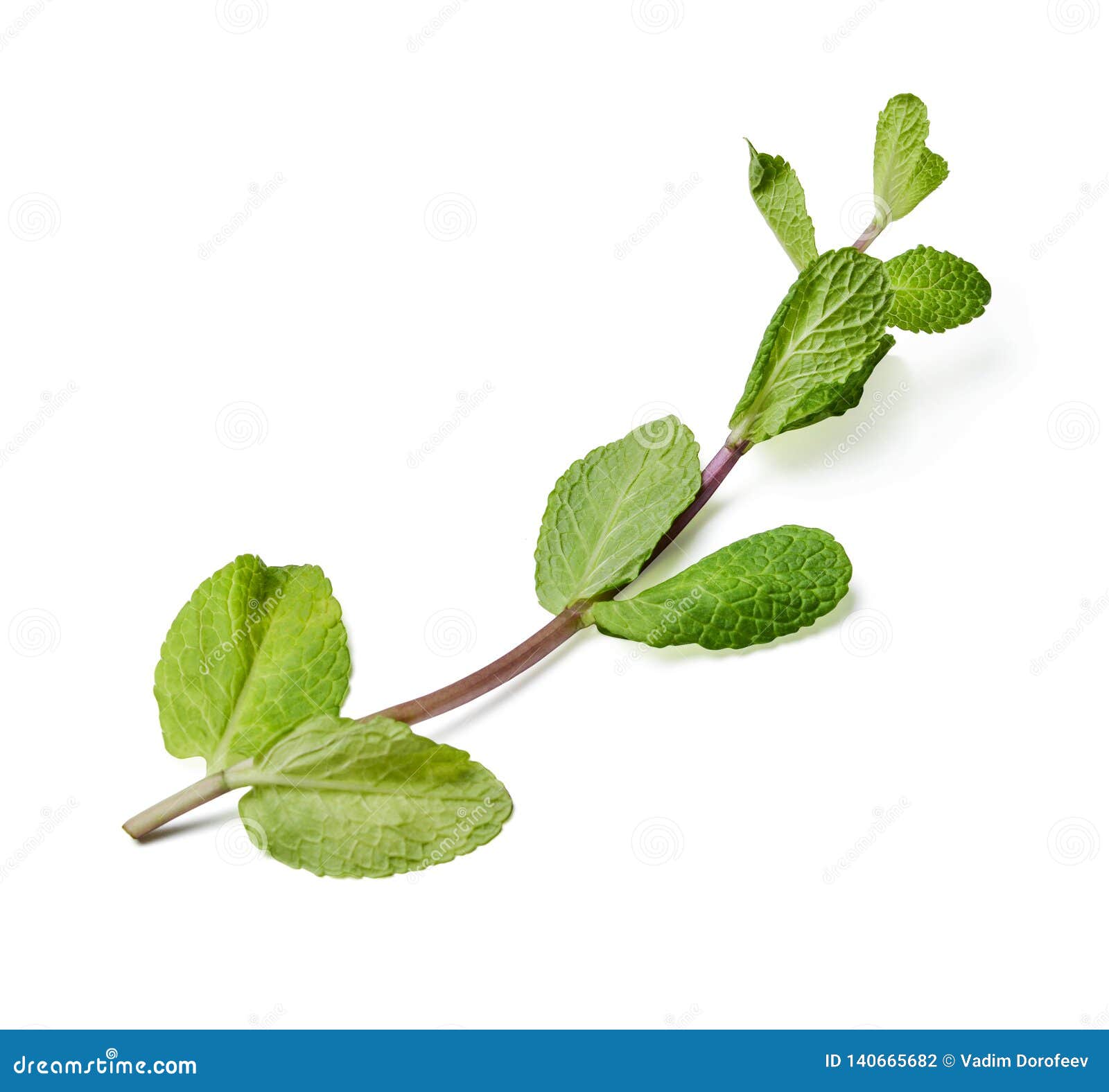 Sprig of Mint on a White Isolated Background. Side View from Above ...