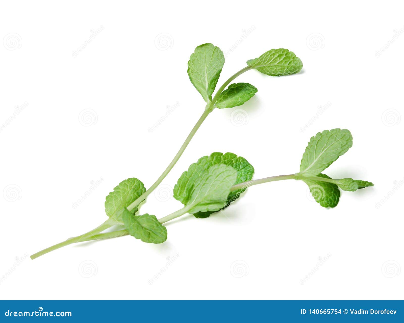 Sprig of Mint on a White Isolated Background. Side View from Above ...
