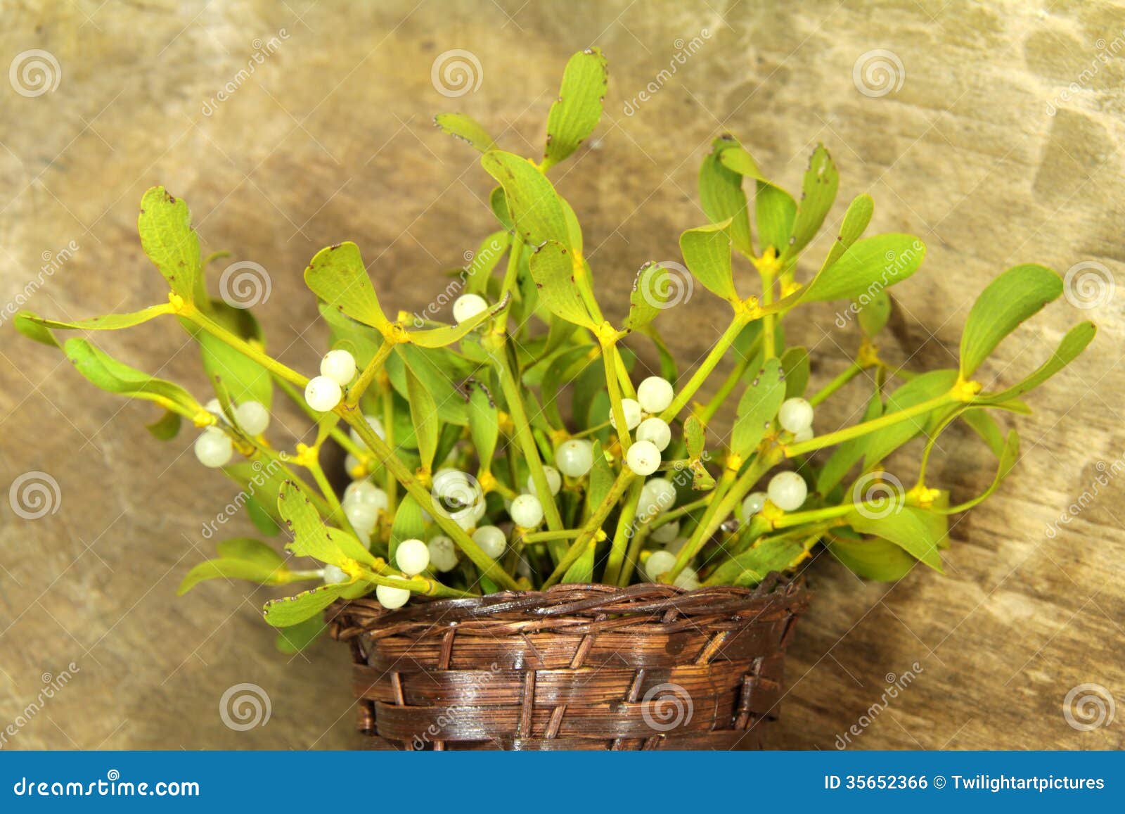 Sprig Of Mistletoe Stock Photography | CartoonDealer.com #35494724
