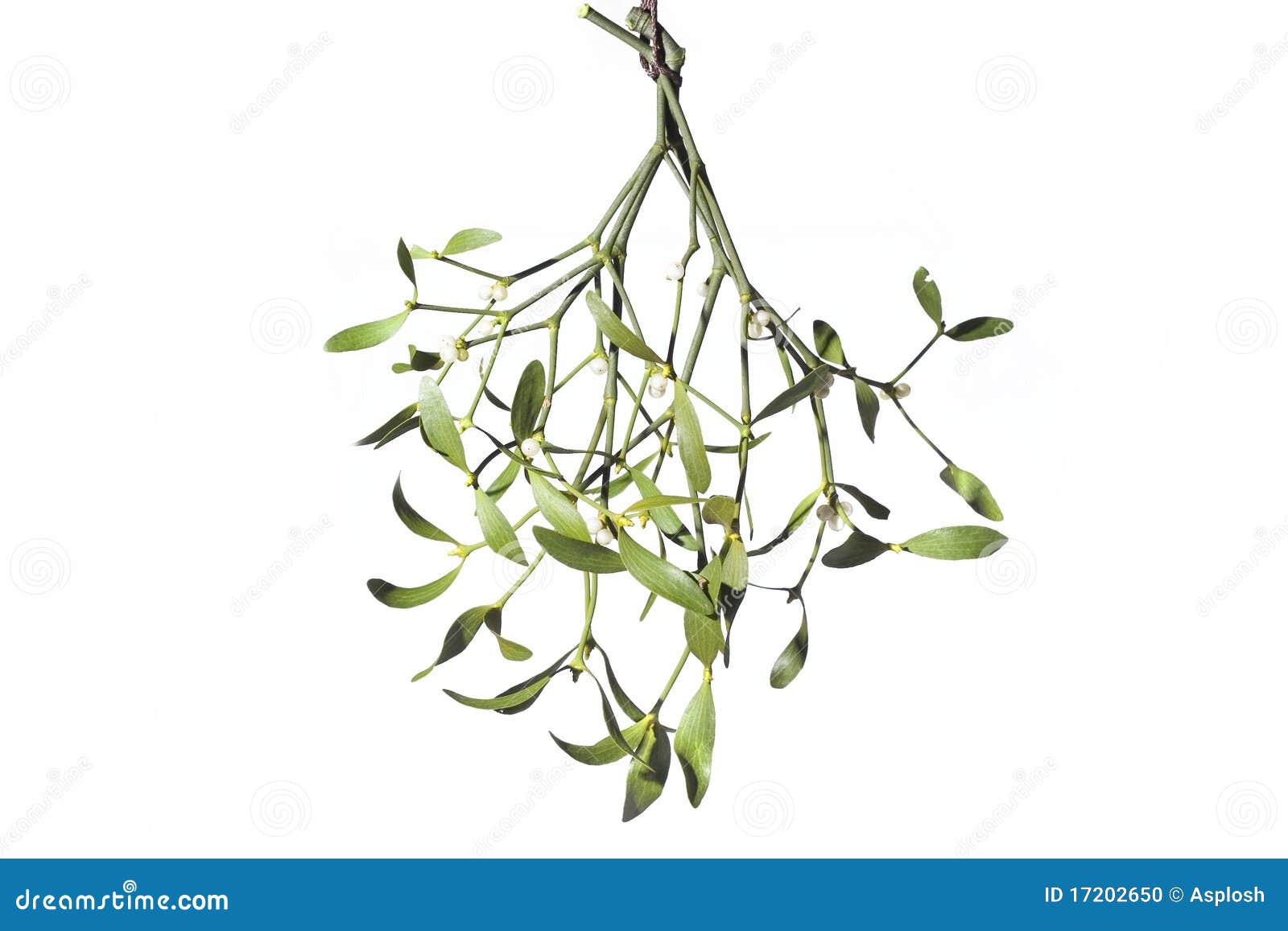 A Sprig of Mistletoe - Isolated Stock Photo - Image of loranthaceae ...