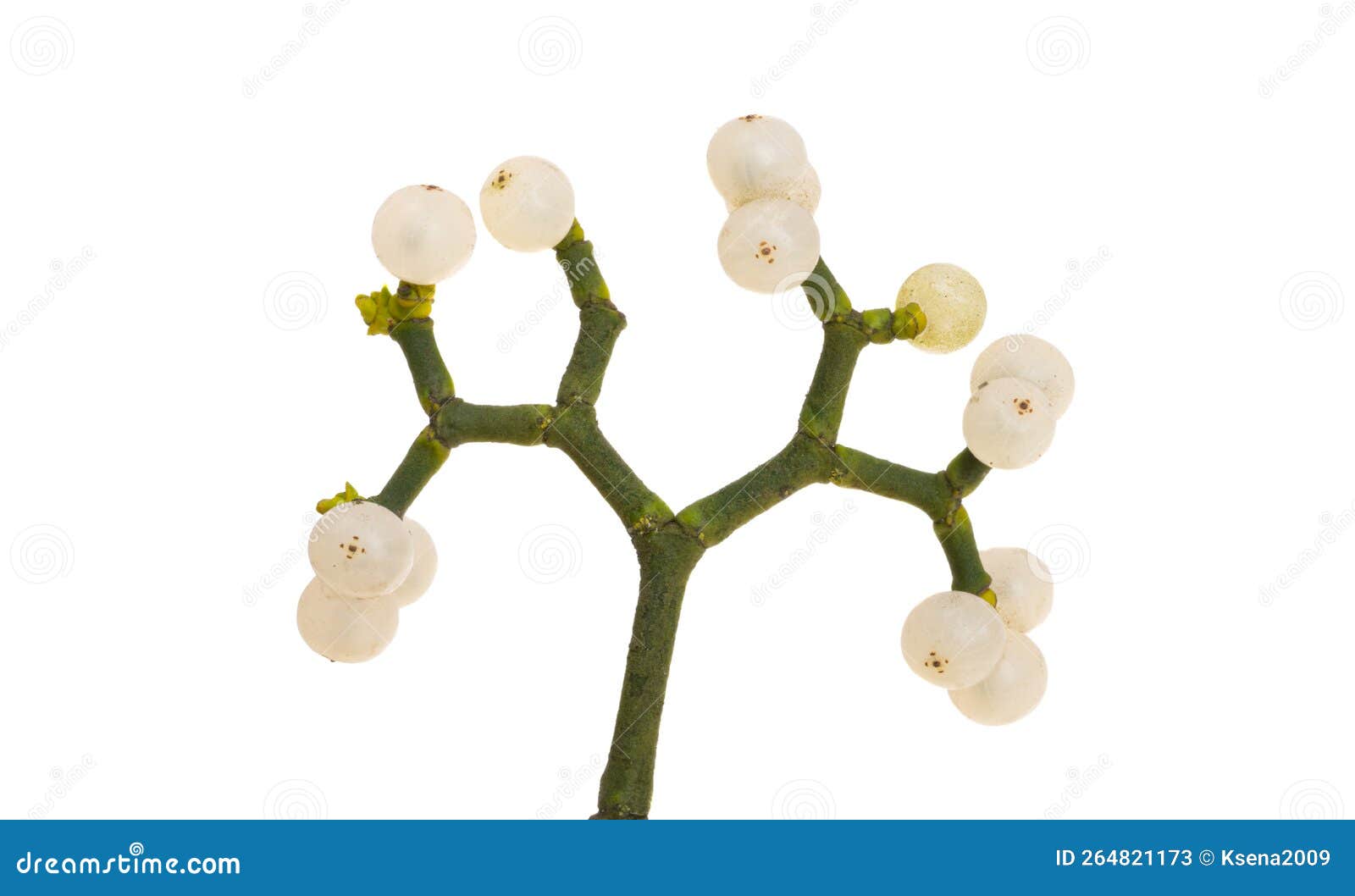 Sprig of Mistletoe Isolated Stock Image - Image of christmas, winter ...