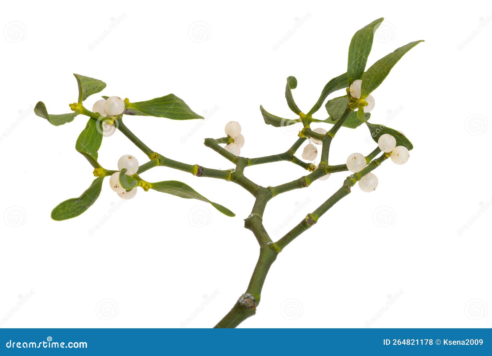 Sprig of Mistletoe Isolated Stock Photo - Image of hemiparasitic, twig ...