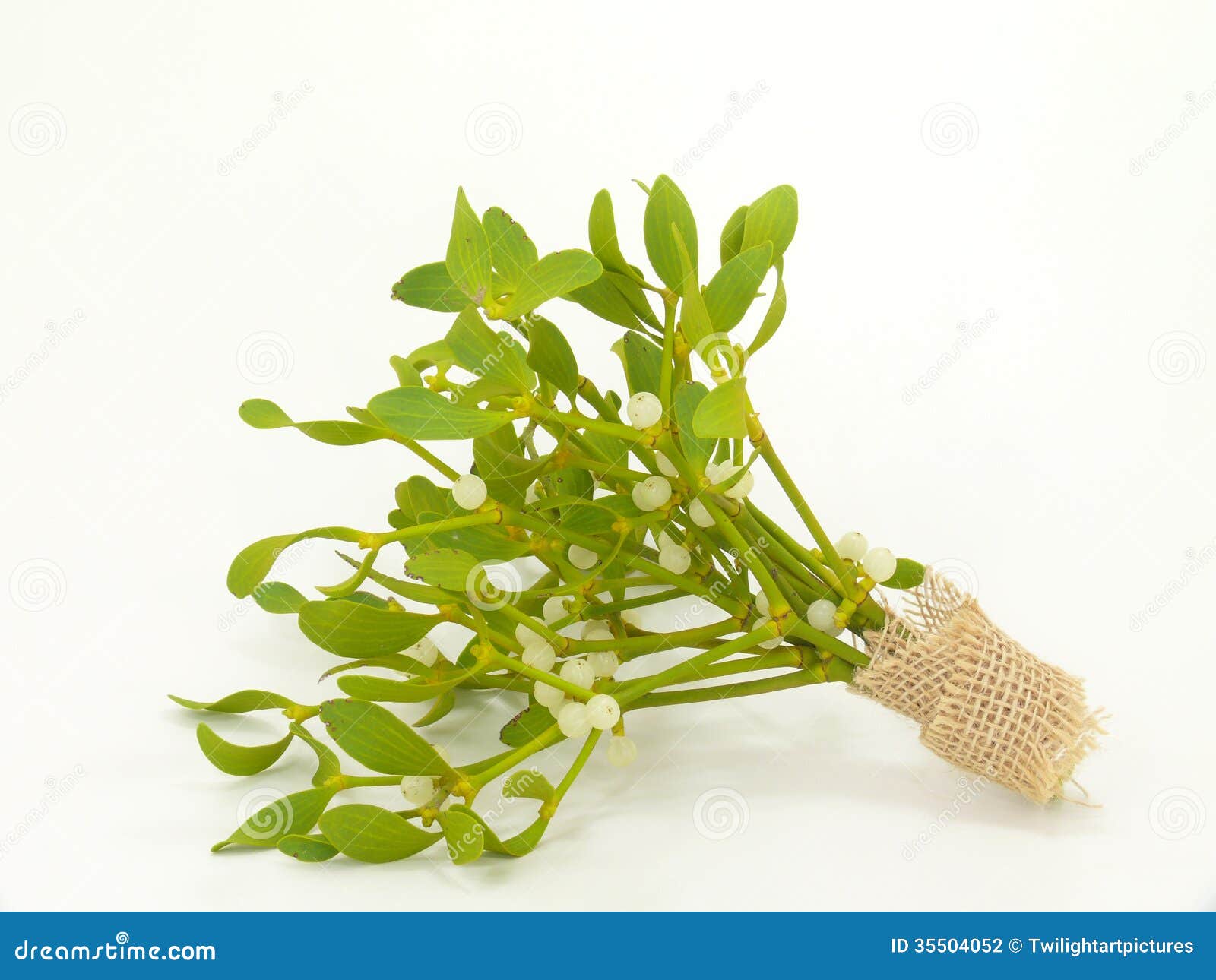 Sprig Of Mistletoe Stock Photography | CartoonDealer.com #35494724