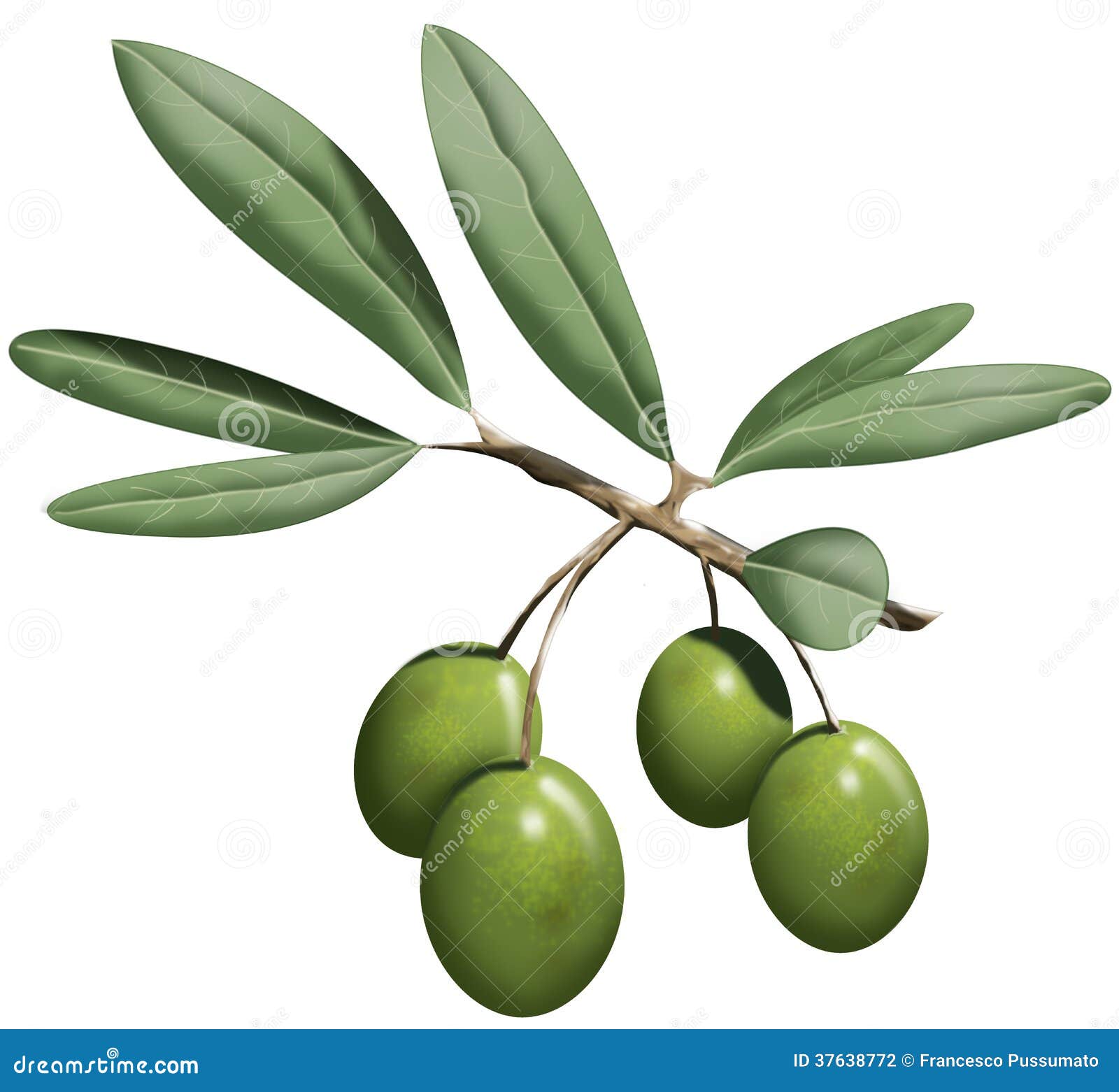 Sprig of olive stock illustration. Illustration of diet - 37638772