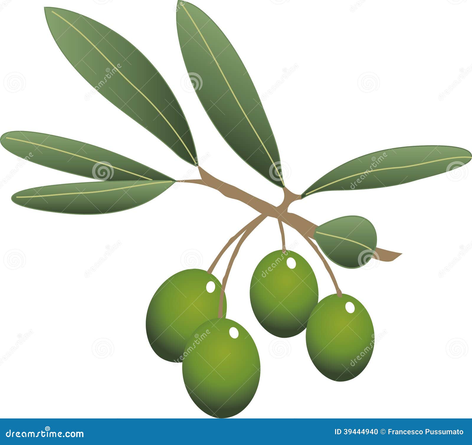 Sprig of olive stock vector. Illustration of squeeze - 39444940
