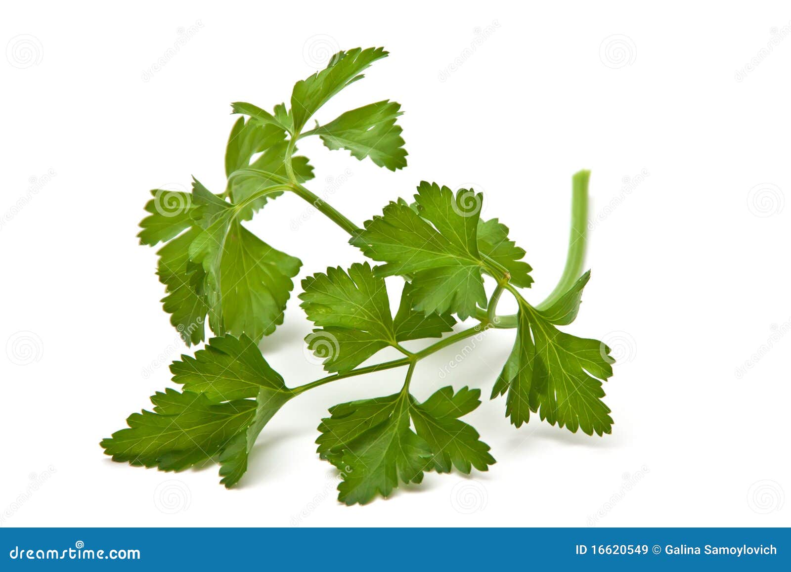 Sprig of parsley stock image. Image of fresh, curly, closeup - 16620549