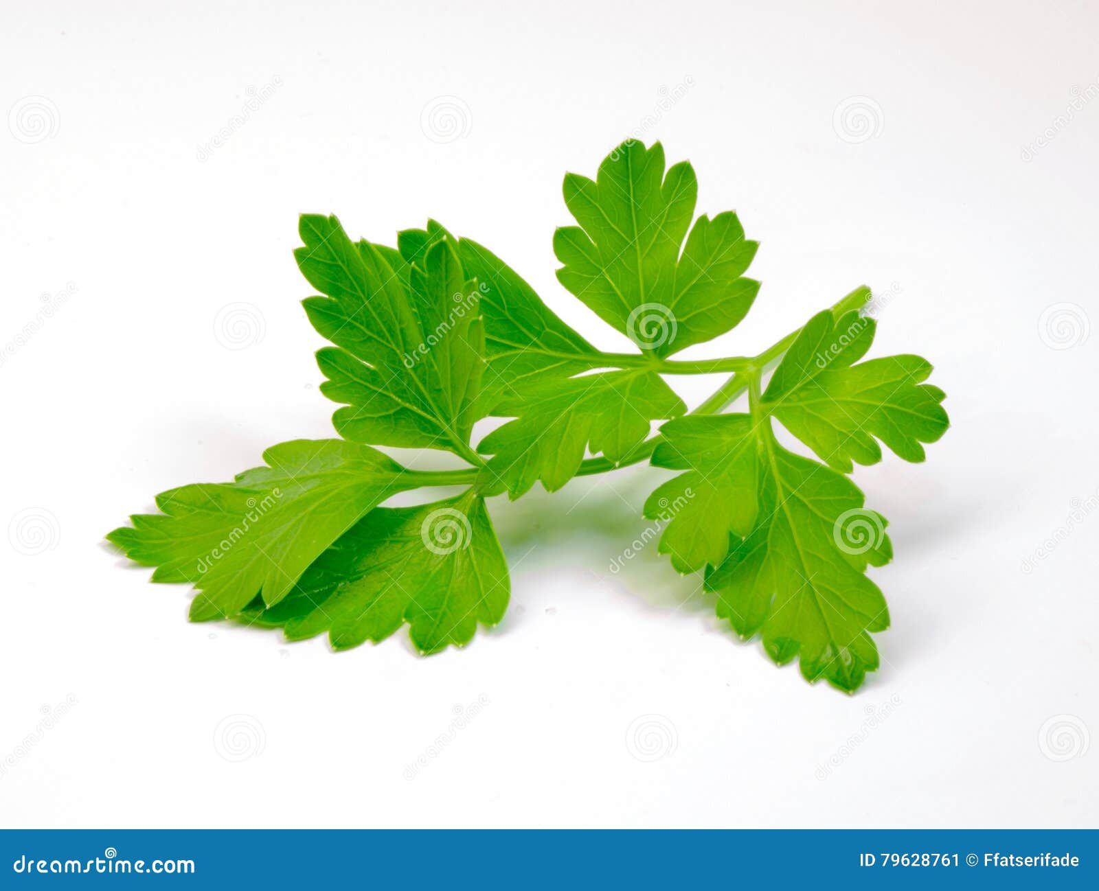 Sprig of parsley stock image. Image of vegetable, spice - 79628761