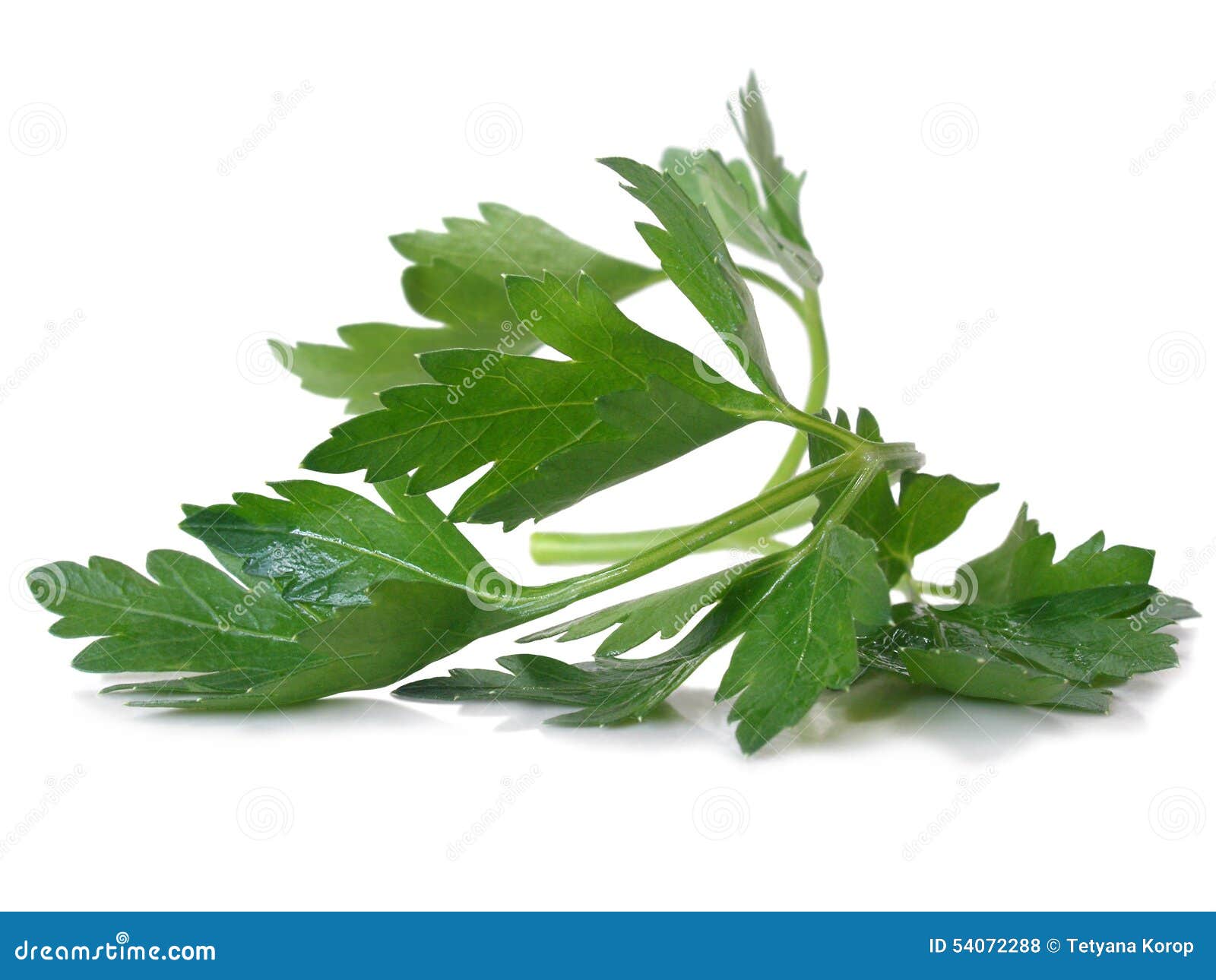 A sprig of parsley stock photo. Image of herb, leaf, healthy - 54072288