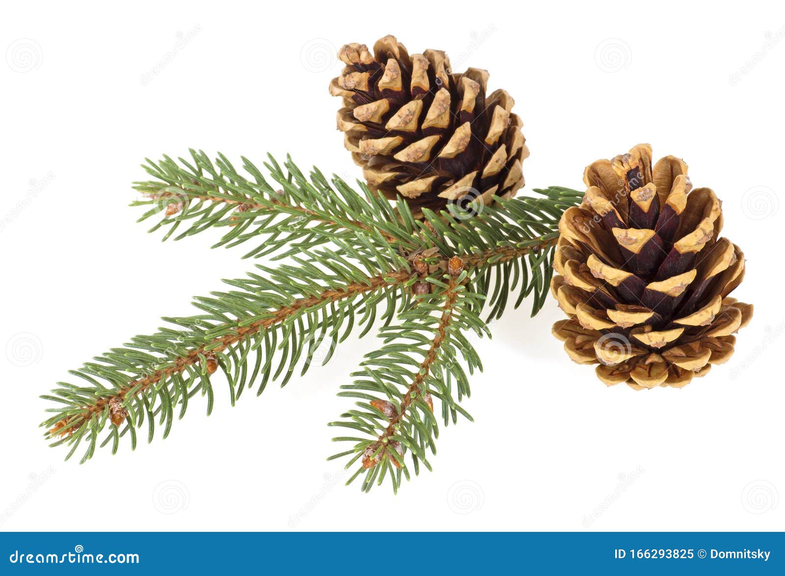 Sprig of Pine with Cones Isolated on a White Background Stock Image ...