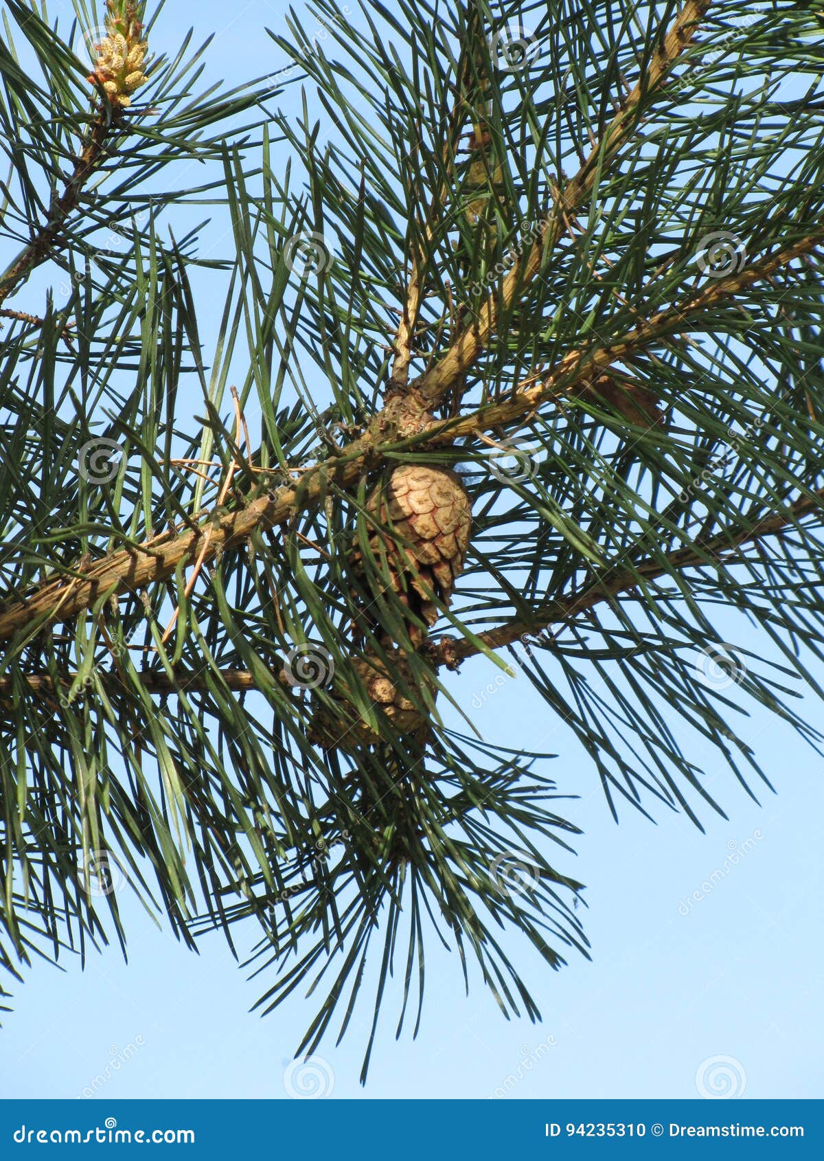 Sprig of pine with cones stock photo. Image of light - 94235310