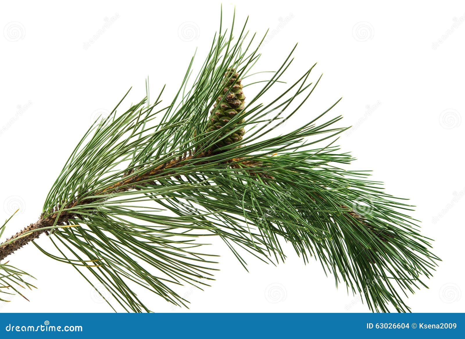 Sprig of pine cones stock photo. Image of evergreen, lush - 63026604