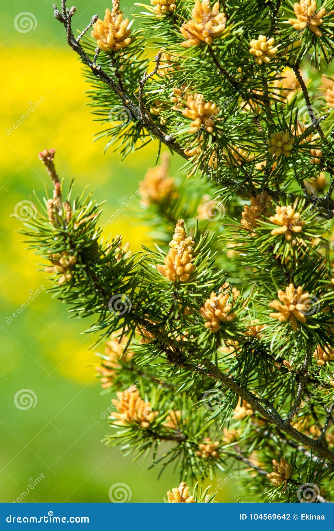 Sprig of Pine in the Spring. Young Green Pine Branch Stock Photo ...