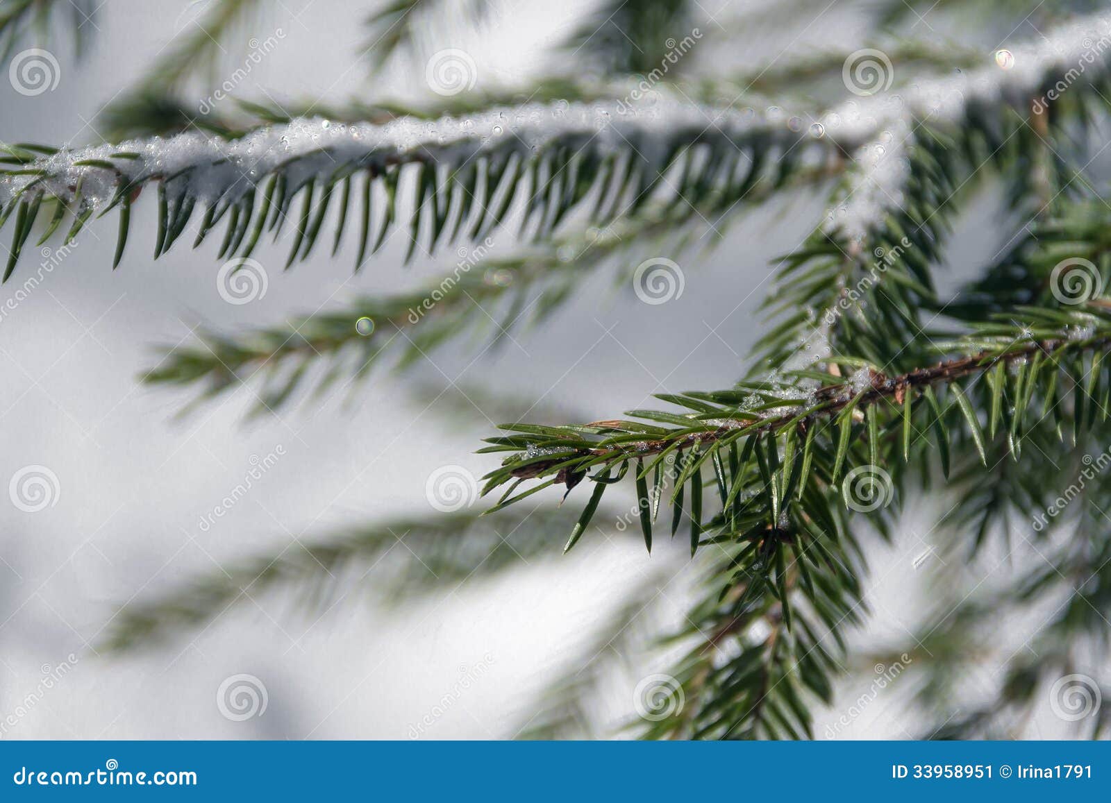 Sprig of pine trees stock image. Image of firneedle, blue - 33958951