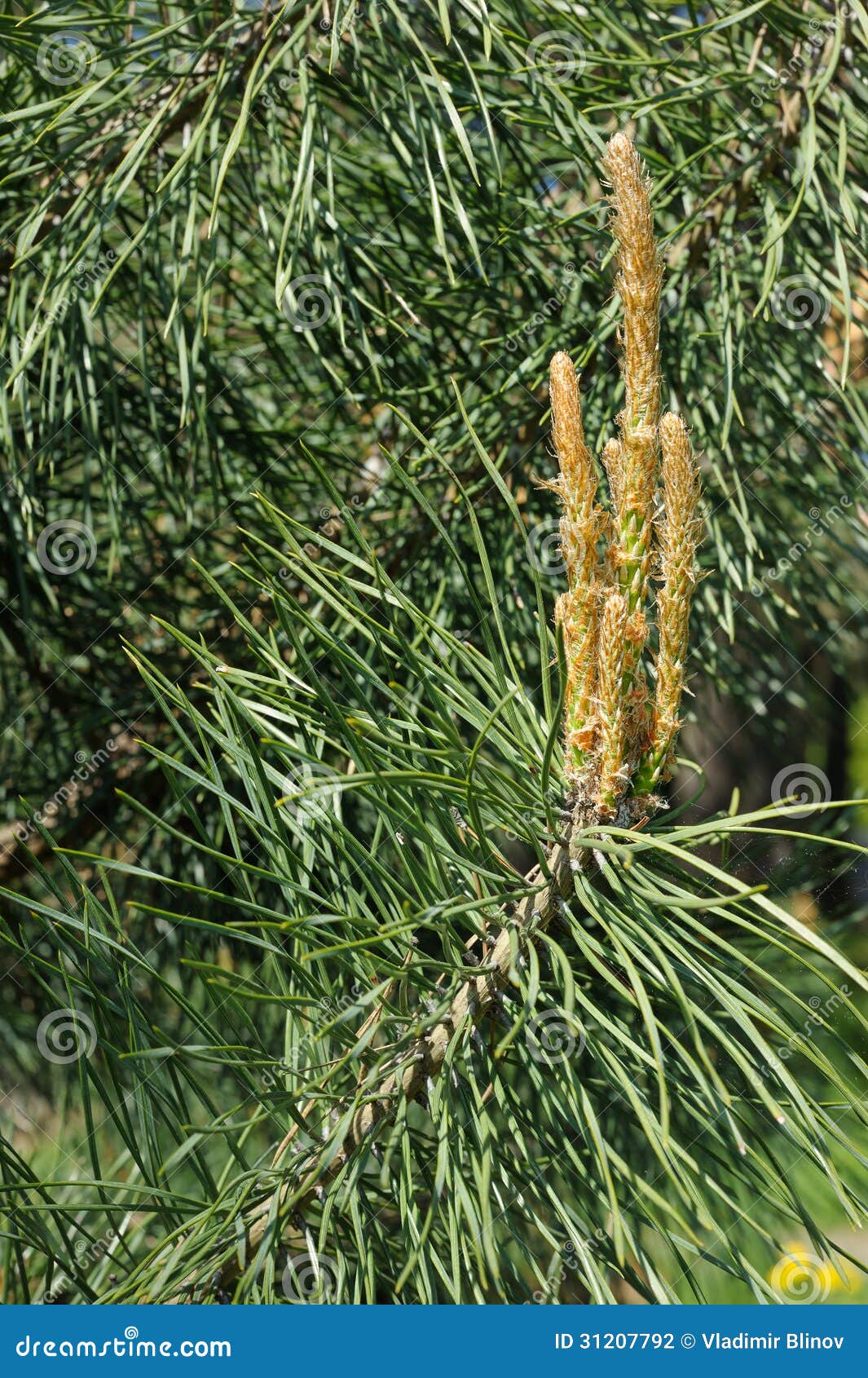 Sprig of pine stock photo. Image of pine, twig, outdoor - 31207792