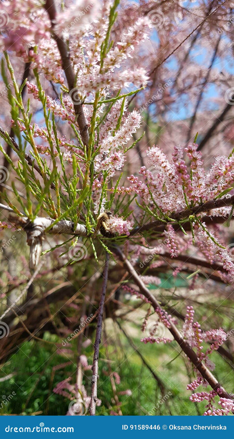 Sprig with Pink Flowers stock photo. Image of bush, flowers - 91589446