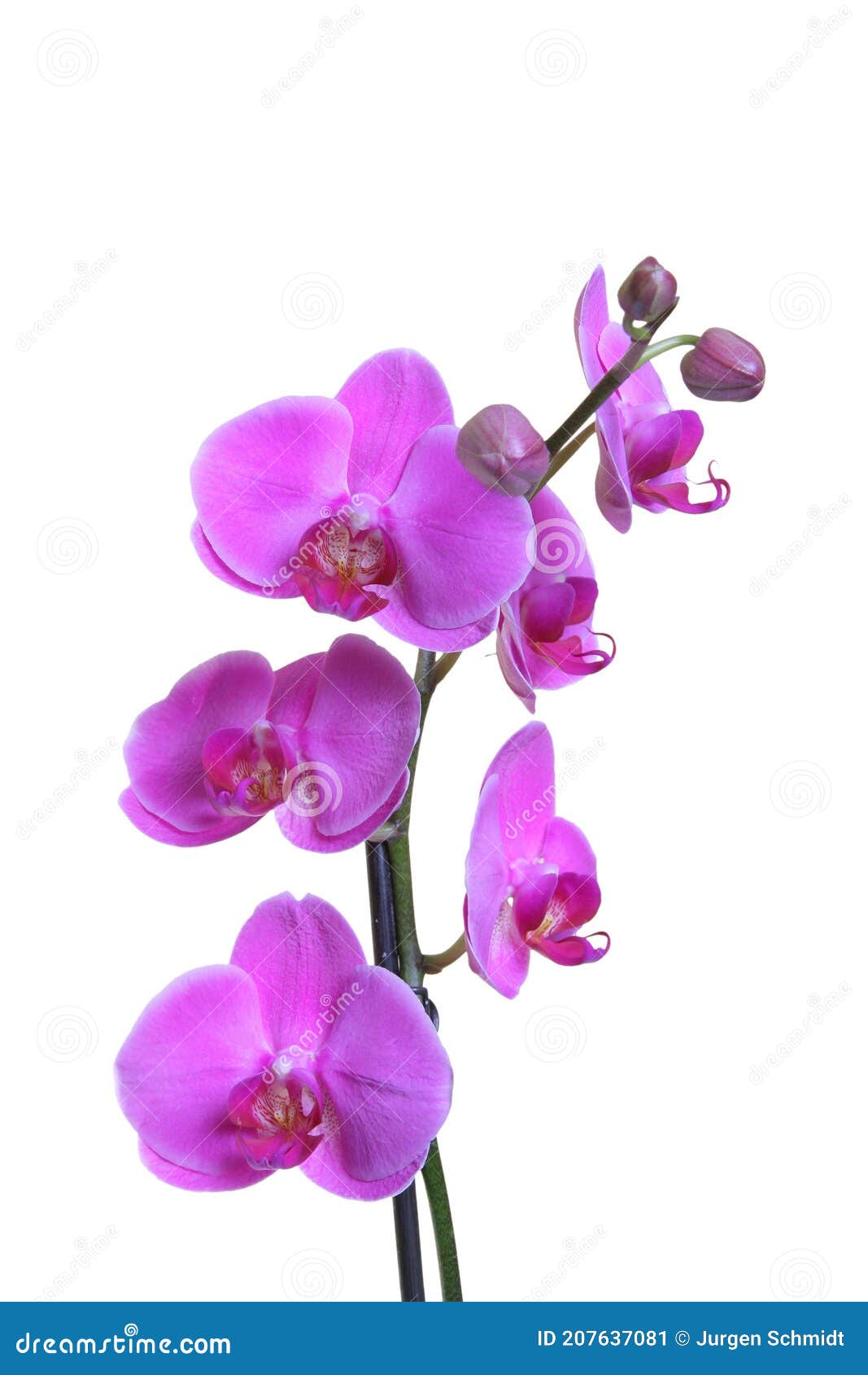 Sprig of pink orchid stock image. Image of design, wildlife - 207637081