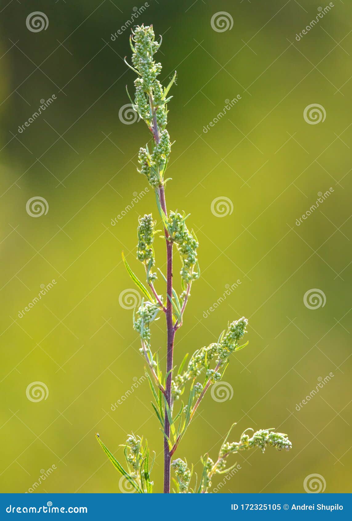 Sprig on a Plant in Nature in the Steppe Stock Image - Image of nice ...